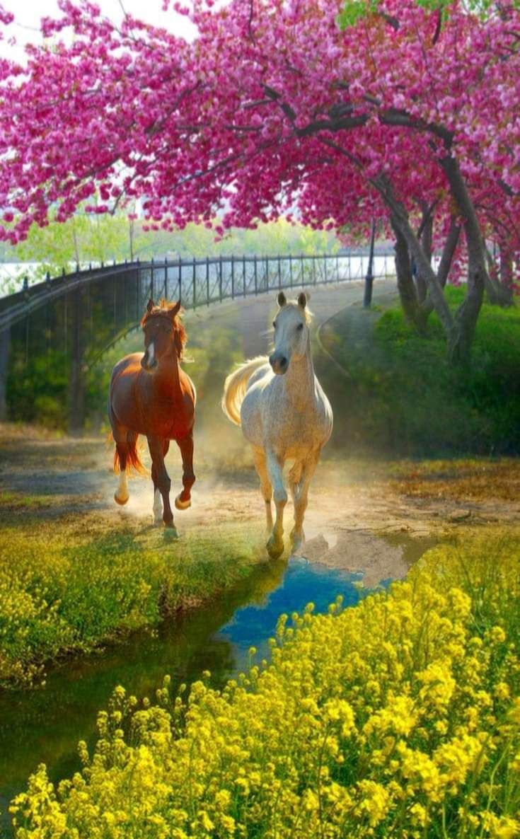 Springtime Horses Wallpapers - Wallpaper Cave