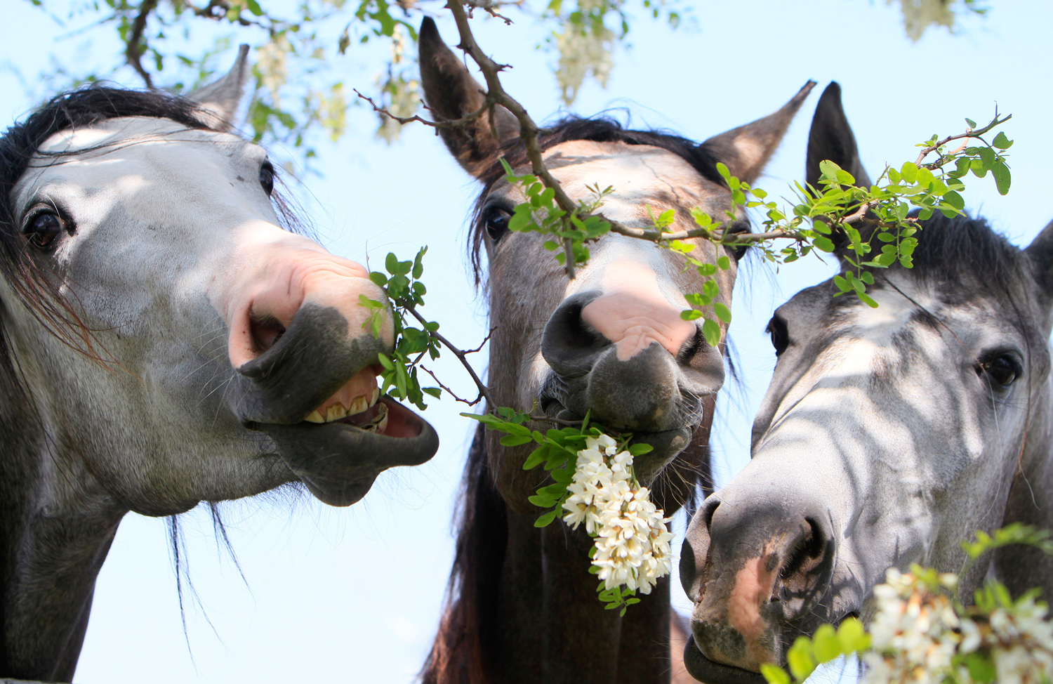 Springtime Horses Wallpapers - Wallpaper Cave