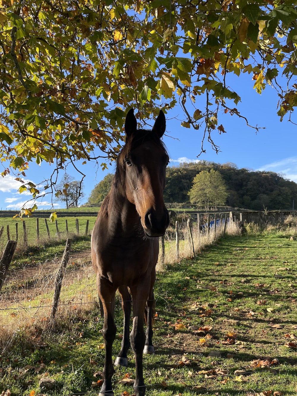 Springtime Horses Wallpapers - Wallpaper Cave