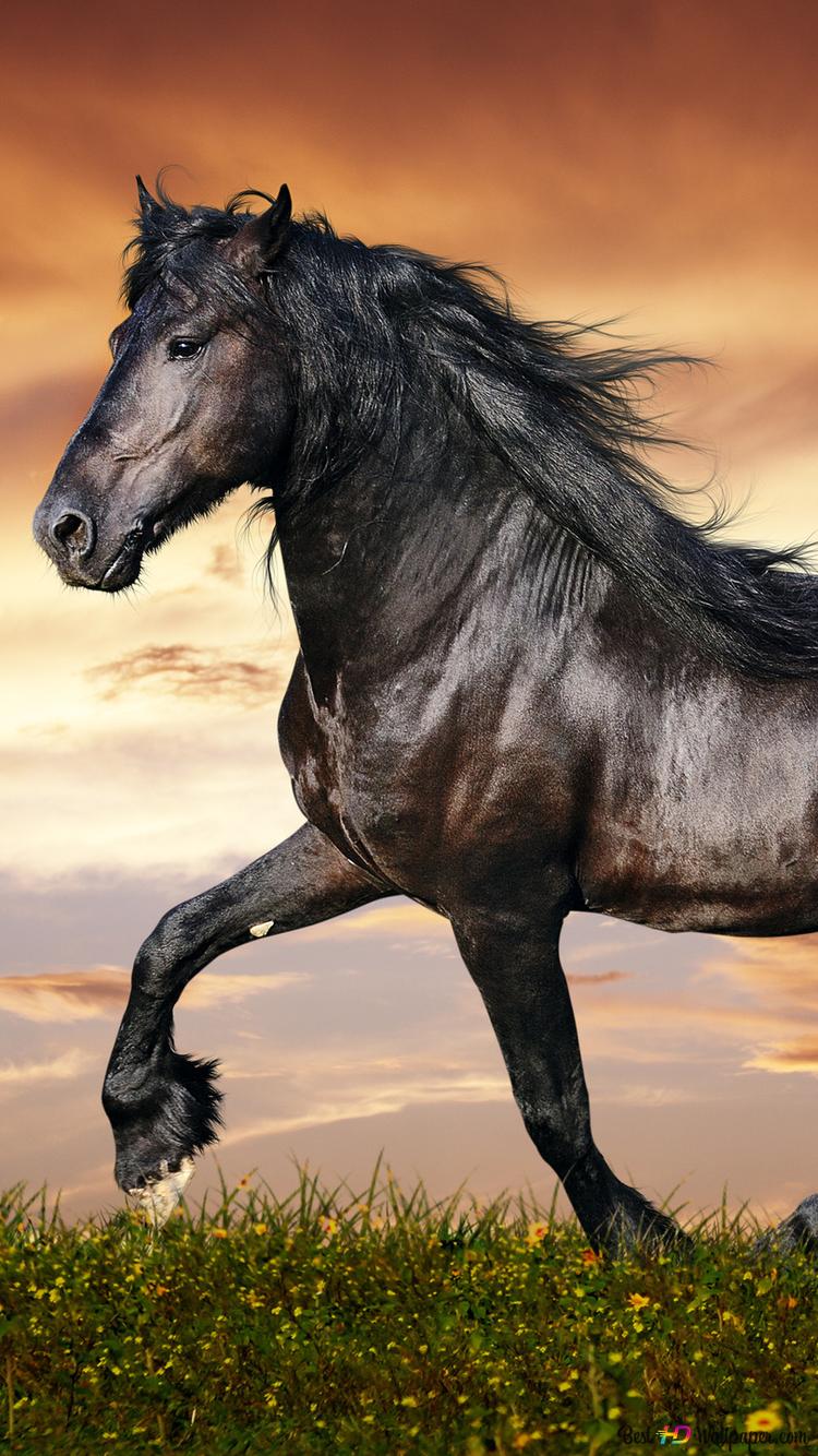 Springtime Horses Wallpapers - Wallpaper Cave