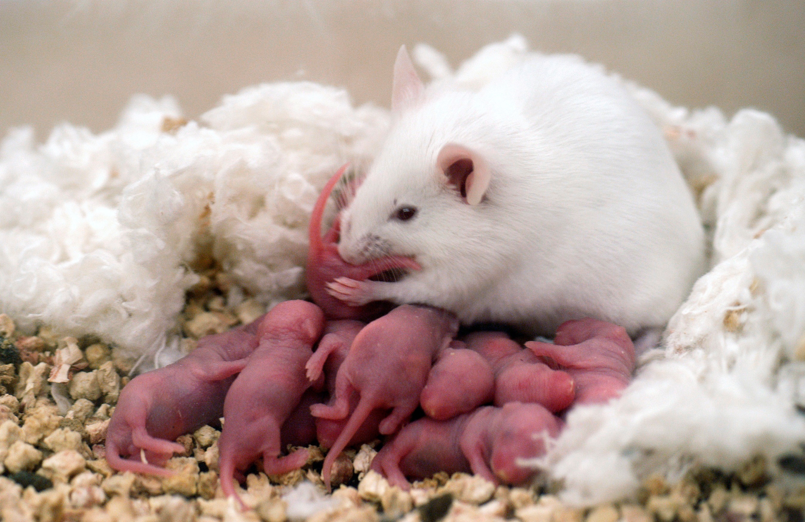 Baby White Mouse