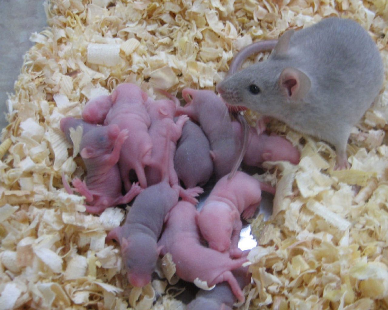 Baby Mice Wallpapers - Wallpaper Cave