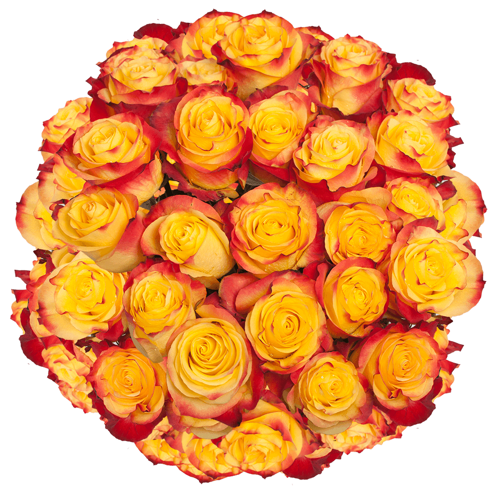 Sunny Yellow And Red Flowers Wallpapers - Wallpaper Cave