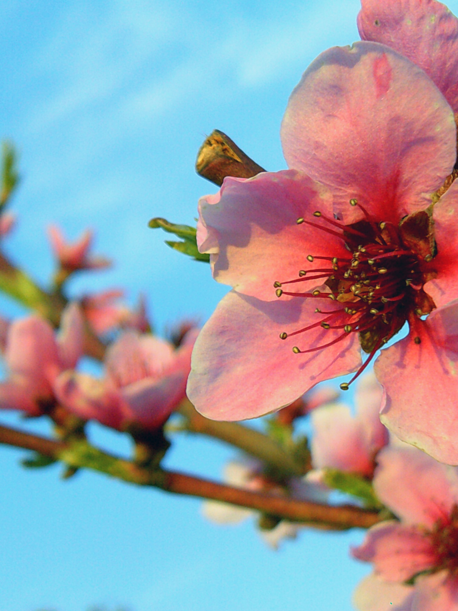 Springtime iPad Wallpapers - Wallpaper Cave