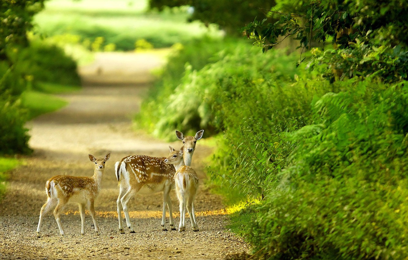 Summer Forest Animals Wallpapers - Wallpaper Cave