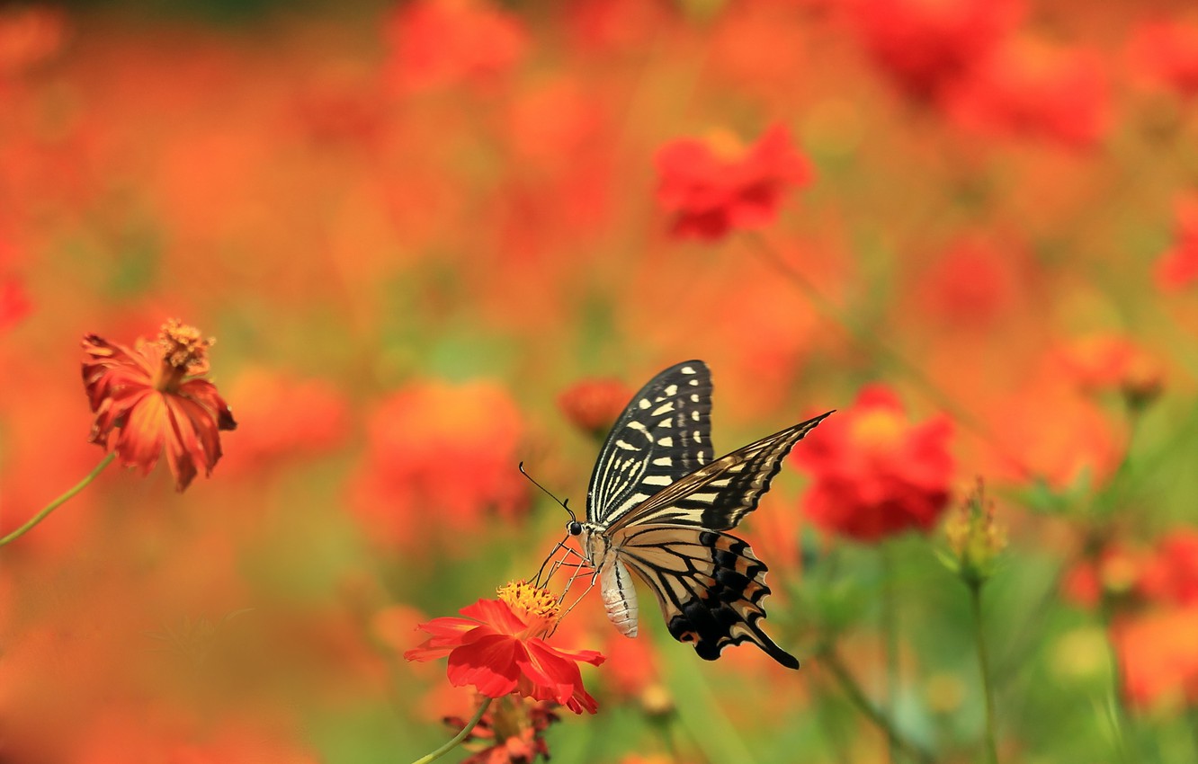 Summer Butterfly Wallpapers - Wallpaper Cave