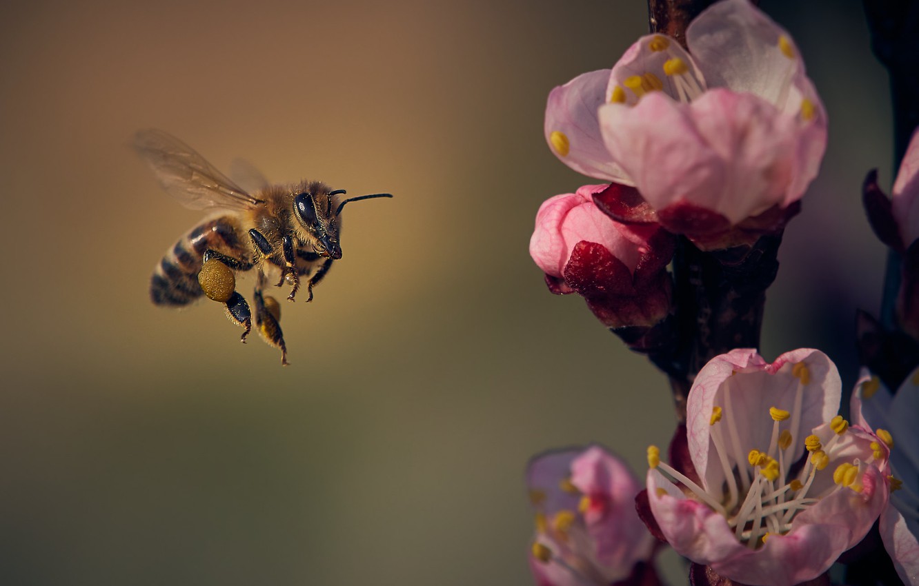 Summer Bees Wallpapers - Wallpaper Cave