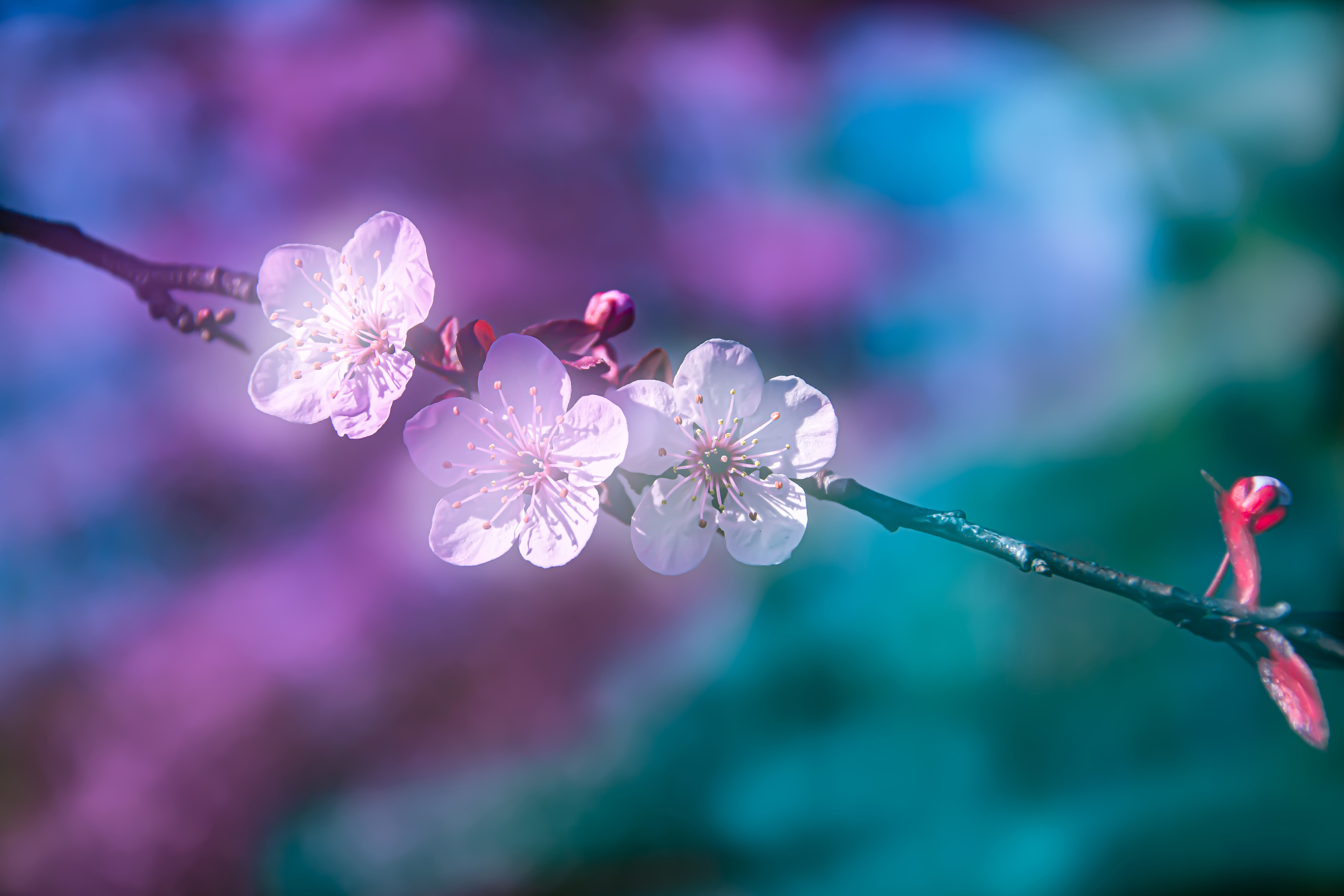 Ultra Flower Bloom Wallpapers - Wallpaper Cave