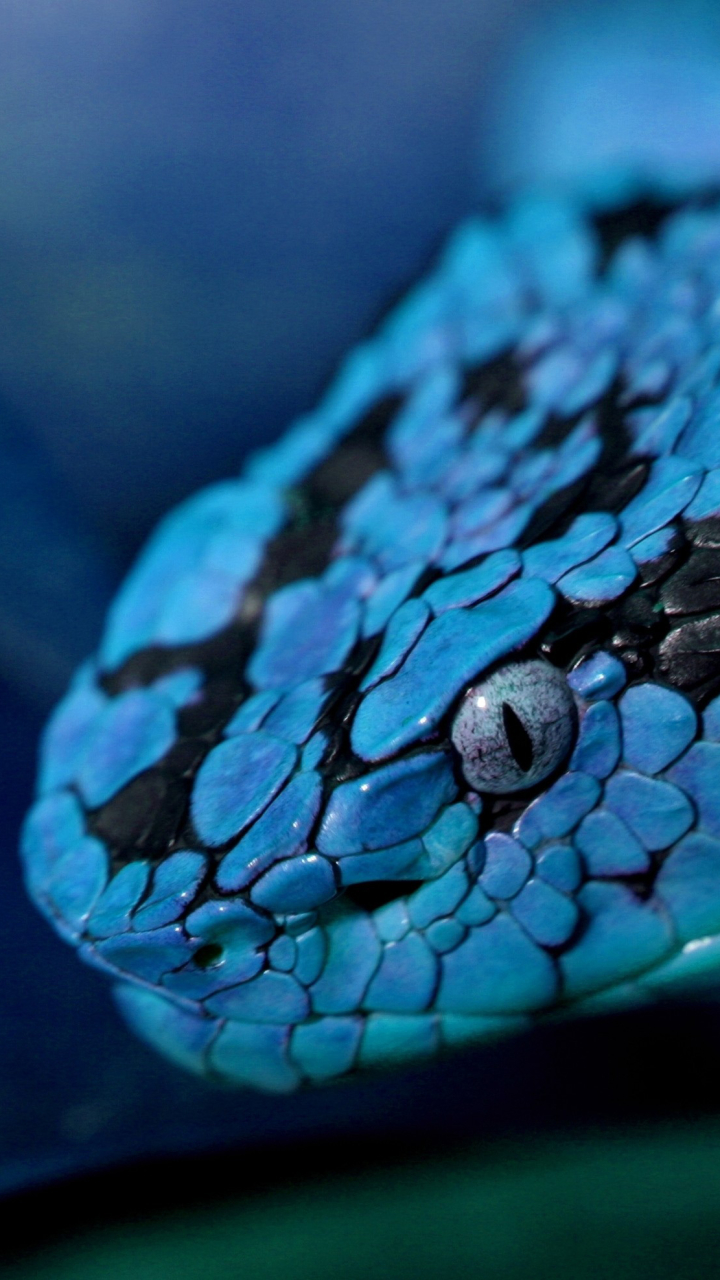 Snake Phone Wallpapers - Wallpaper Cave