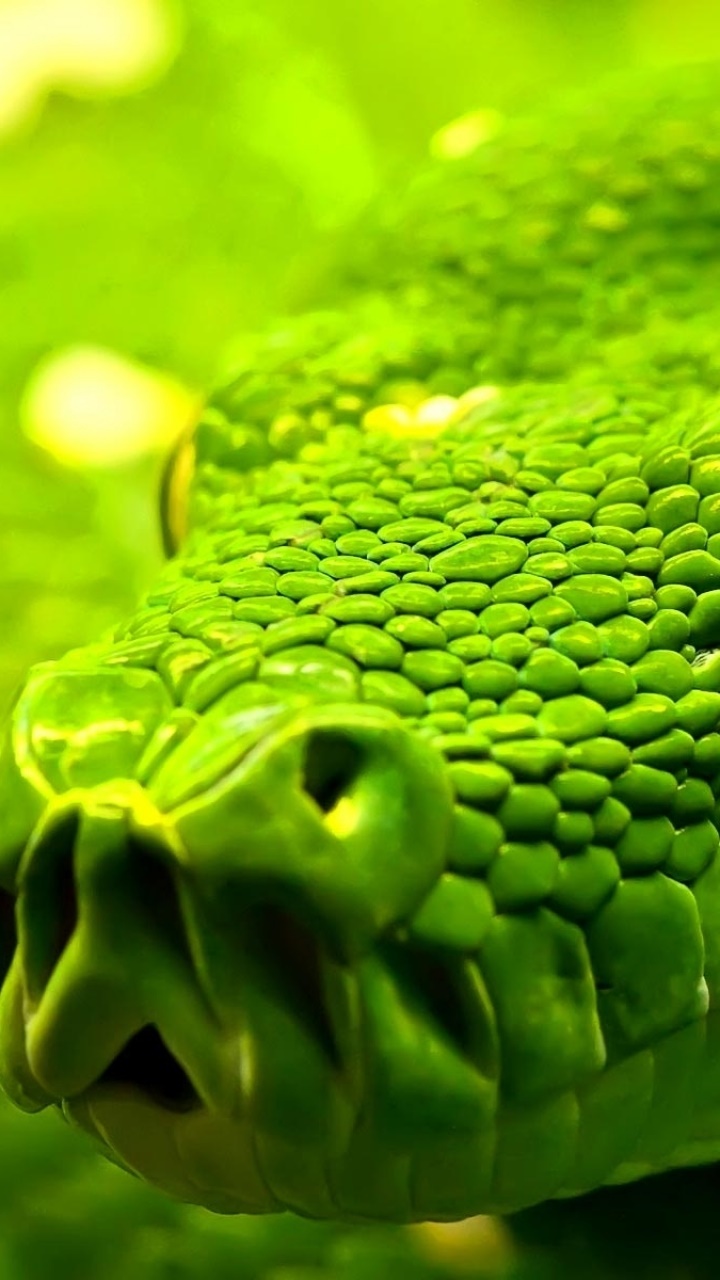 Snake Phone Wallpapers - Wallpaper Cave