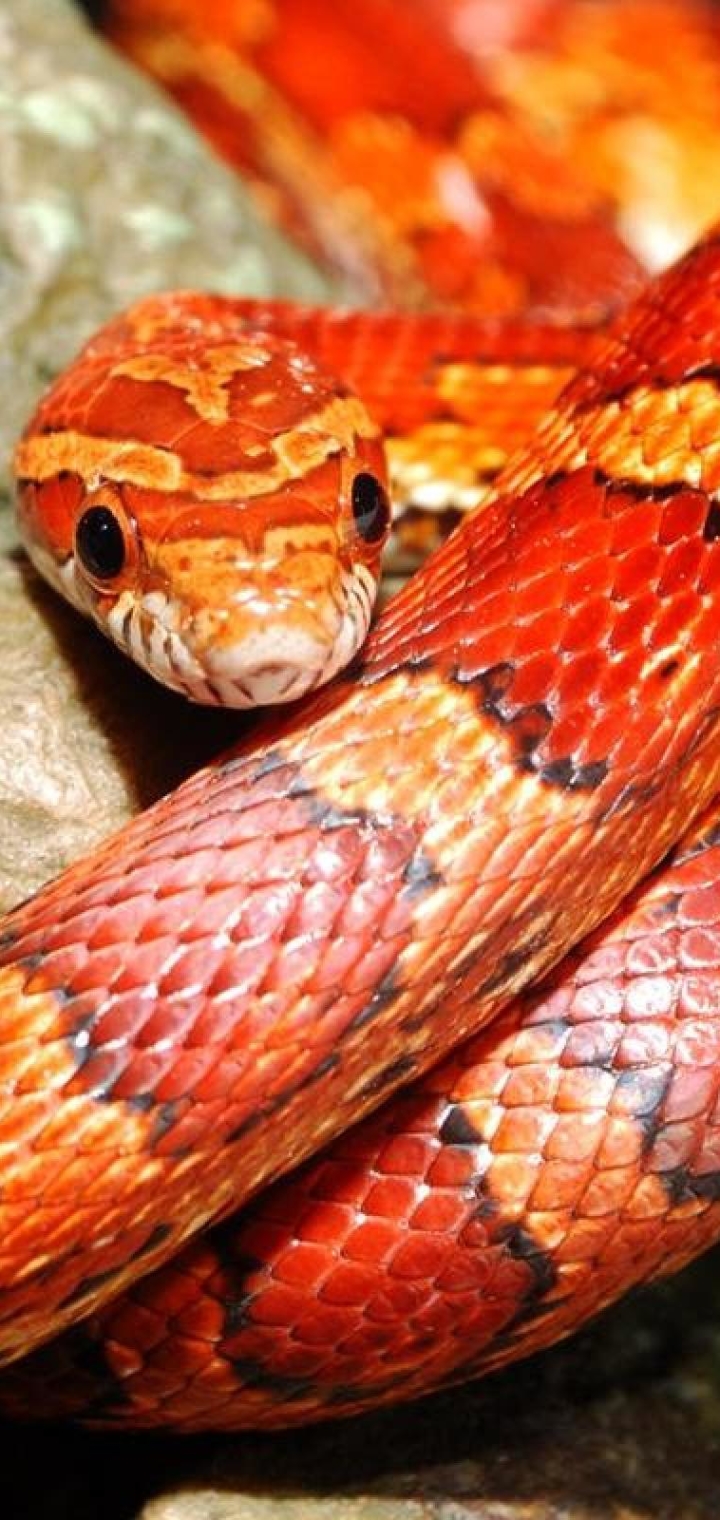 Snake Phone Wallpapers - Wallpaper Cave