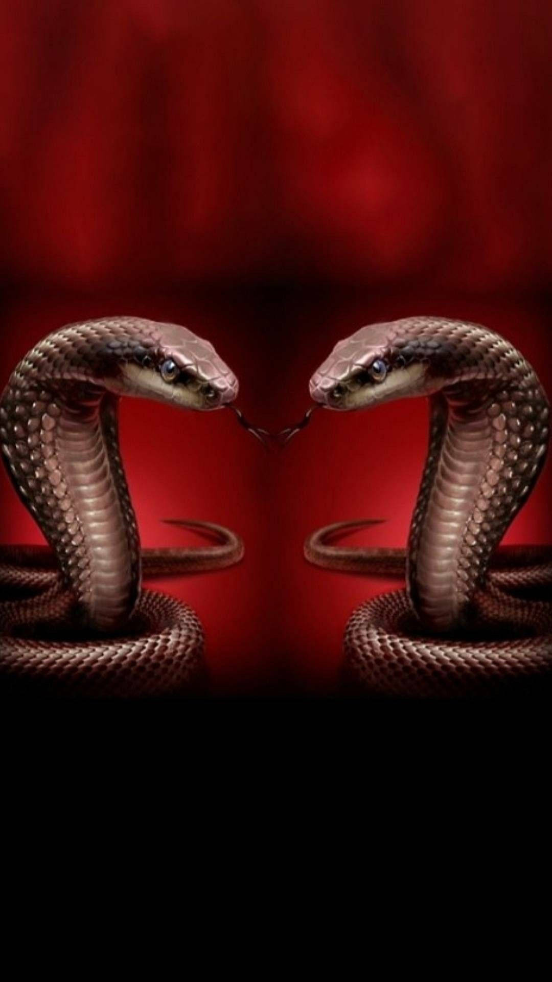 Snake Phone Wallpapers - Wallpaper Cave