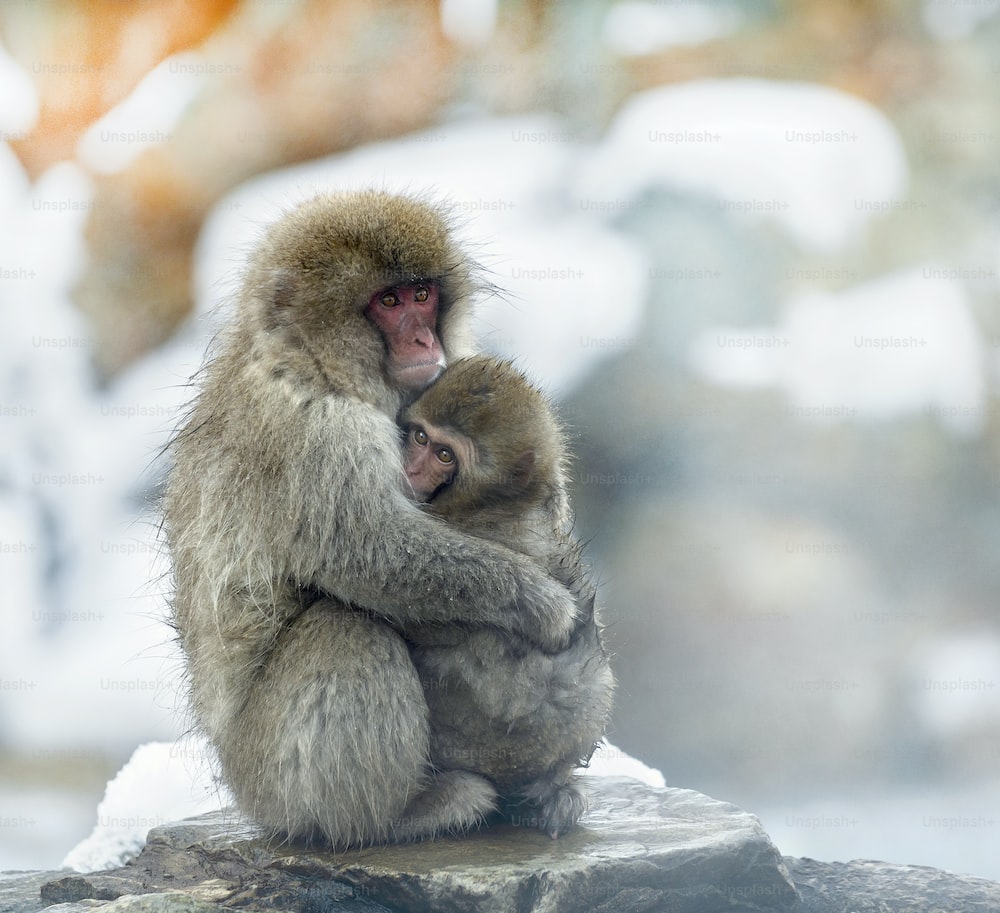 Snow Monkey Wallpapers - Wallpaper Cave