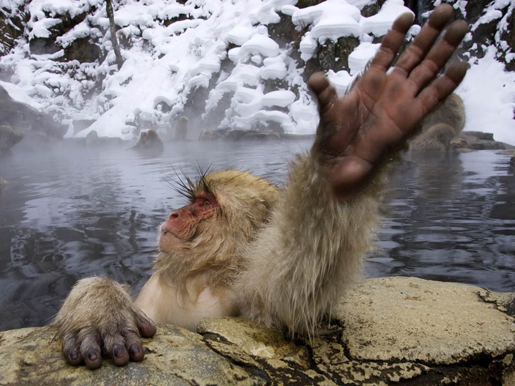 Snow Monkey Wallpapers - Wallpaper Cave