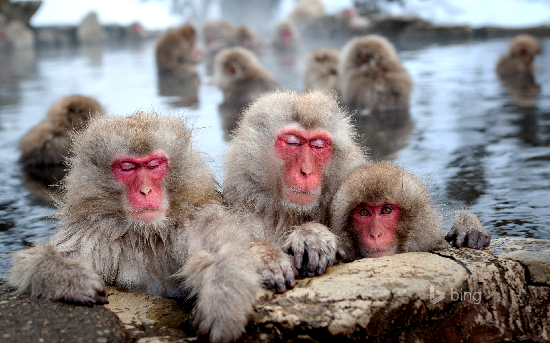 Snow Monkey Wallpapers - Wallpaper Cave