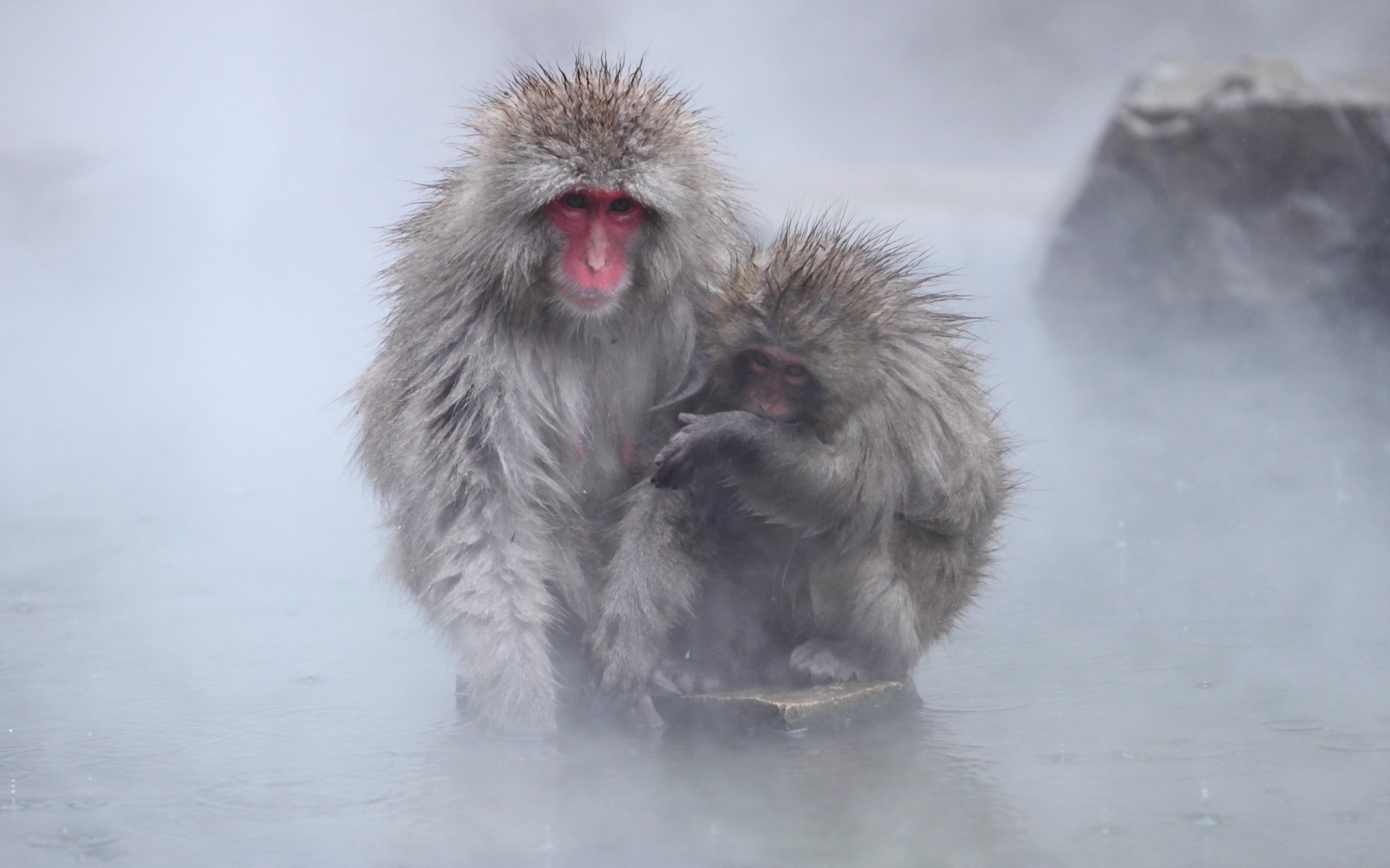 Snow Monkey Wallpapers - Wallpaper Cave