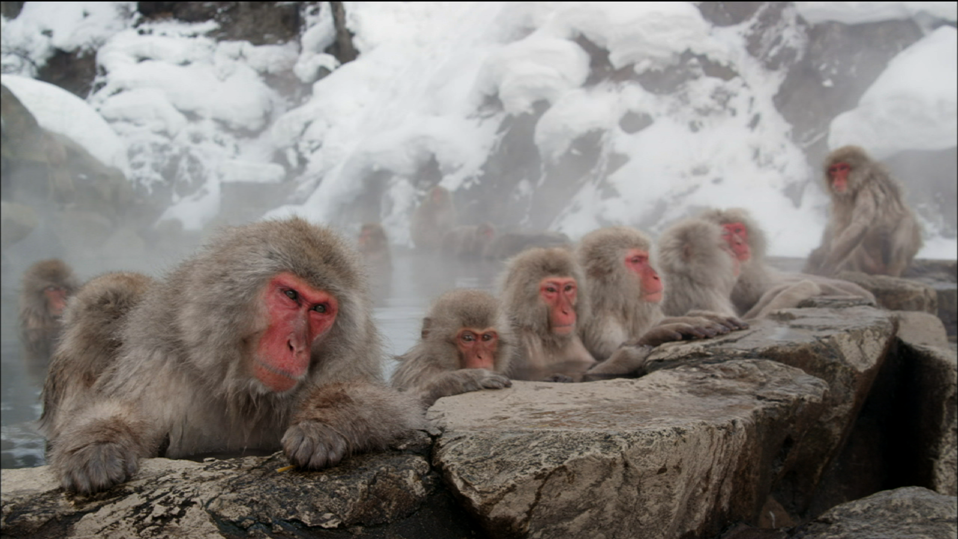 Snow Monkey Wallpapers - Wallpaper Cave