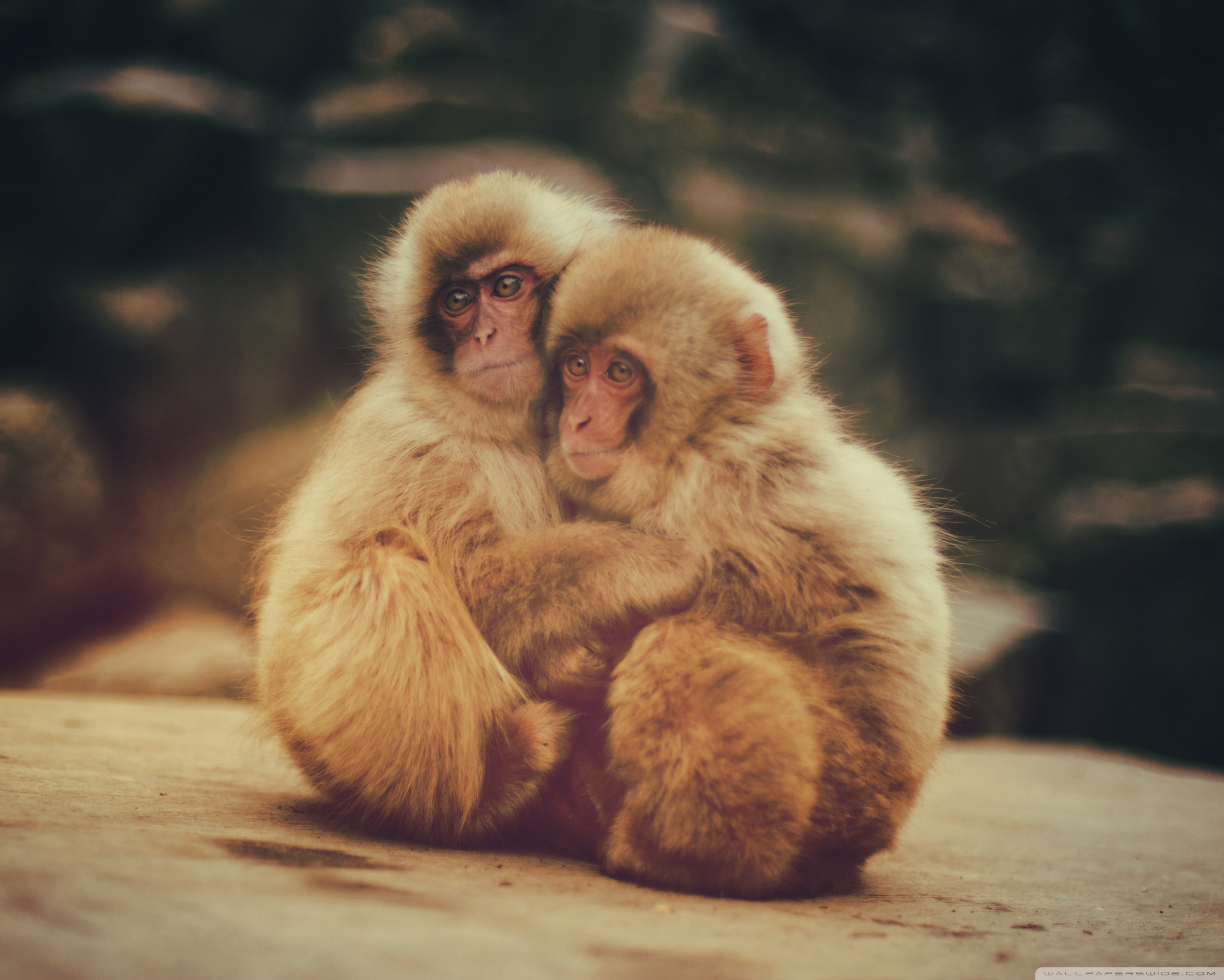 Snow Monkey Wallpapers - Wallpaper Cave