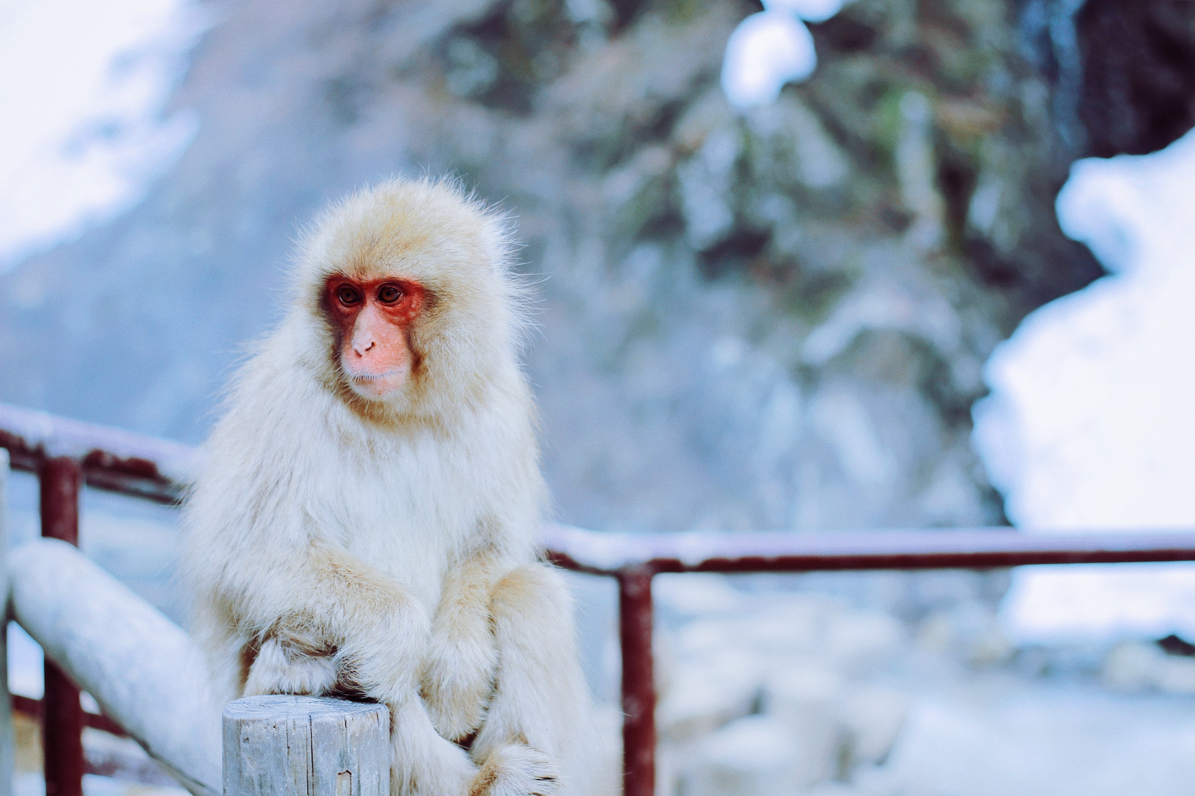 Snow Monkey Wallpapers - Wallpaper Cave