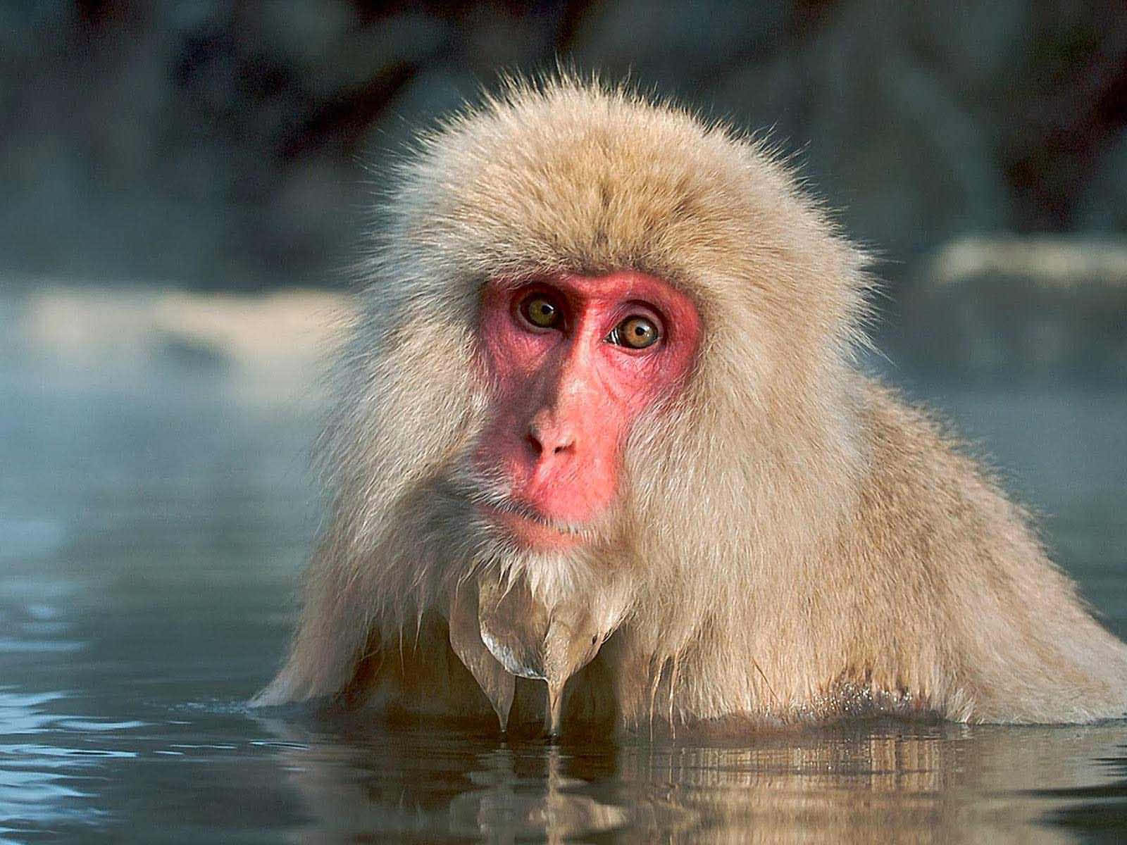 Snow Monkey Wallpapers - Wallpaper Cave