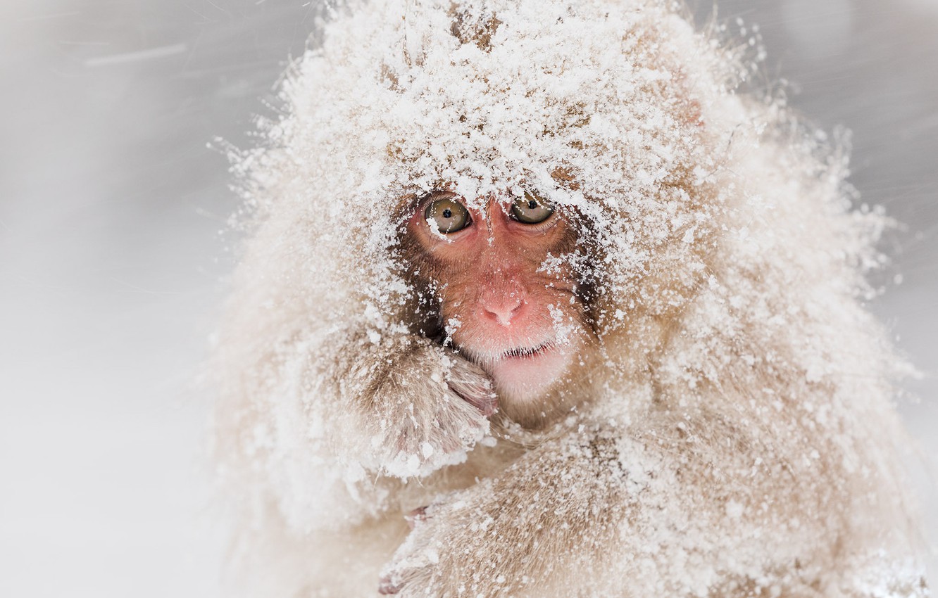 Snow Monkey Wallpapers - Wallpaper Cave