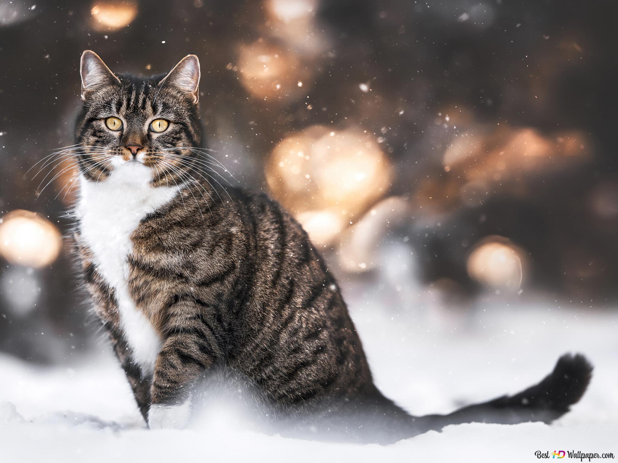 Kittens In The Snow Wallpapers - Wallpaper Cave