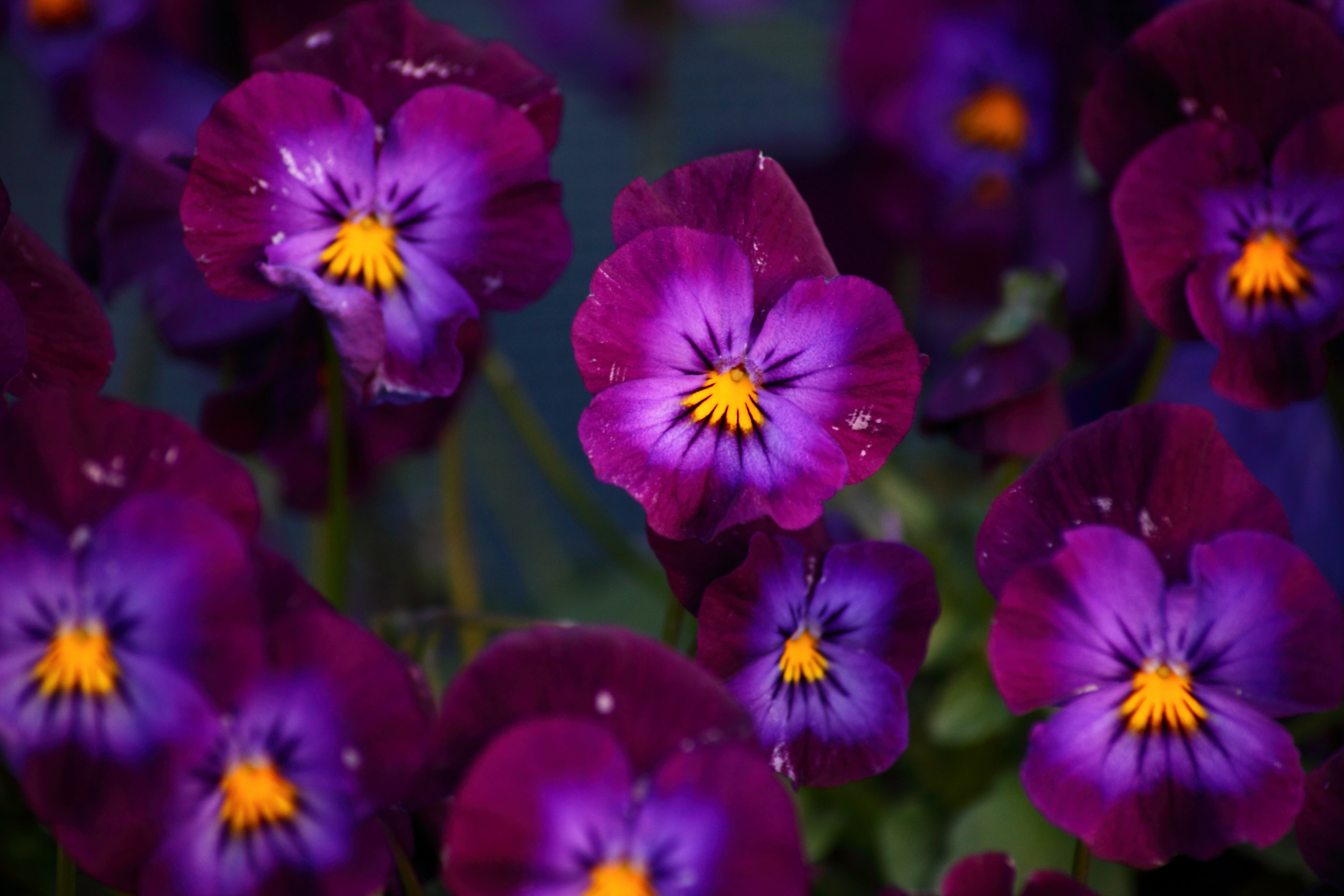 Purple Spring Flowers Cute Wallpapers - Wallpaper Cave