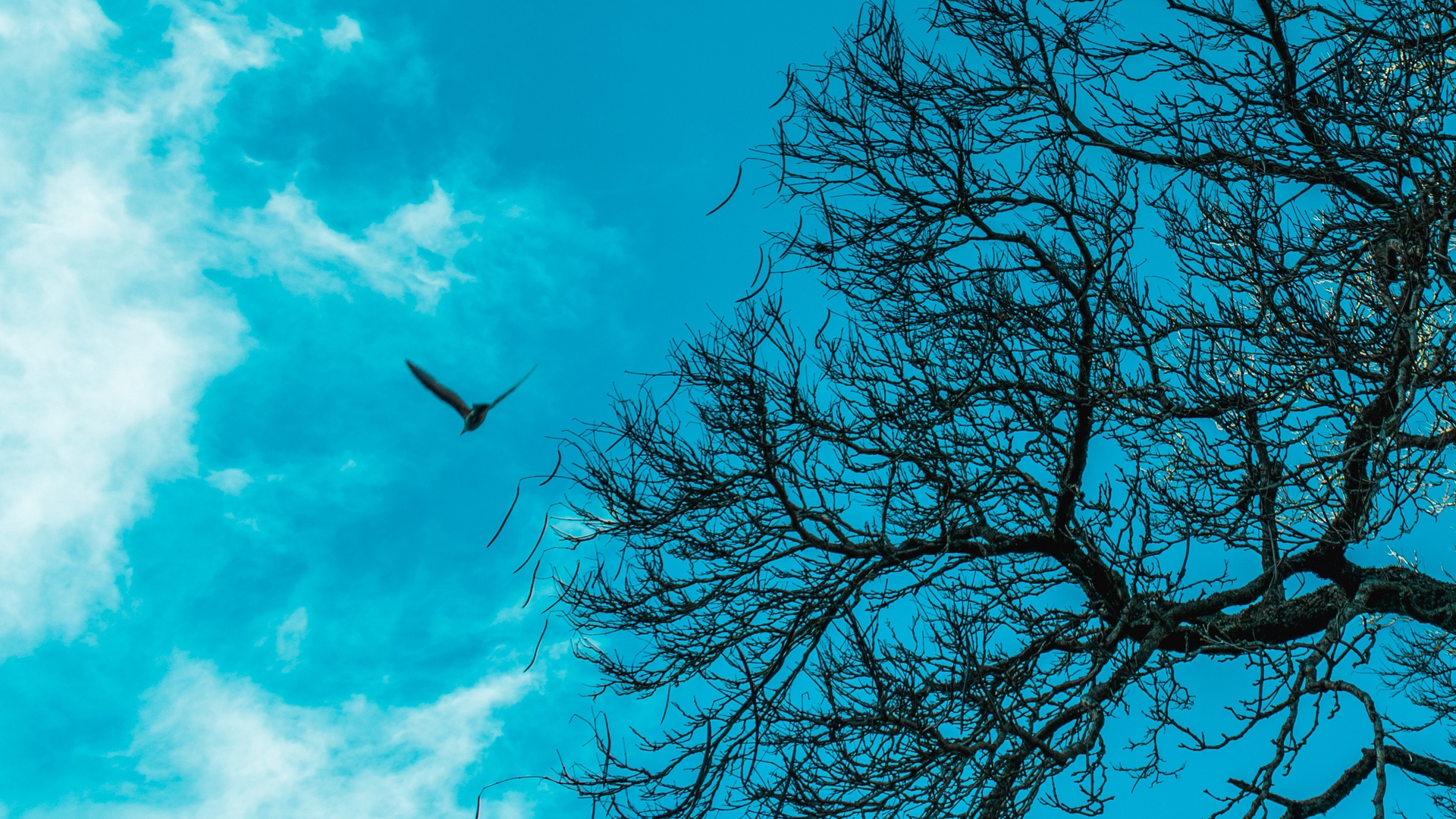 Birds And Trees Wallpapers Wallpaper Cave