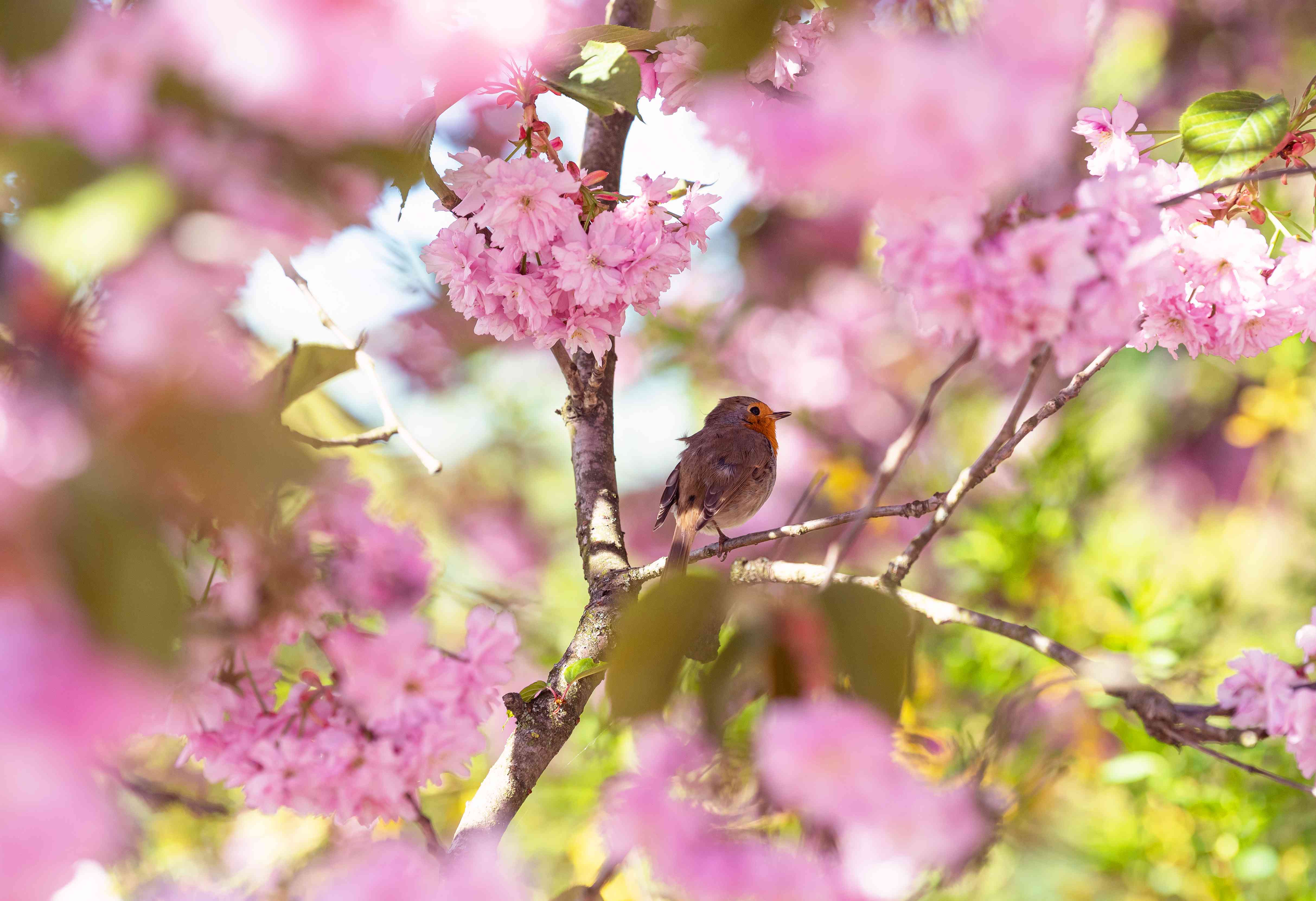 Birds And Trees Wallpapers Wallpaper Cave