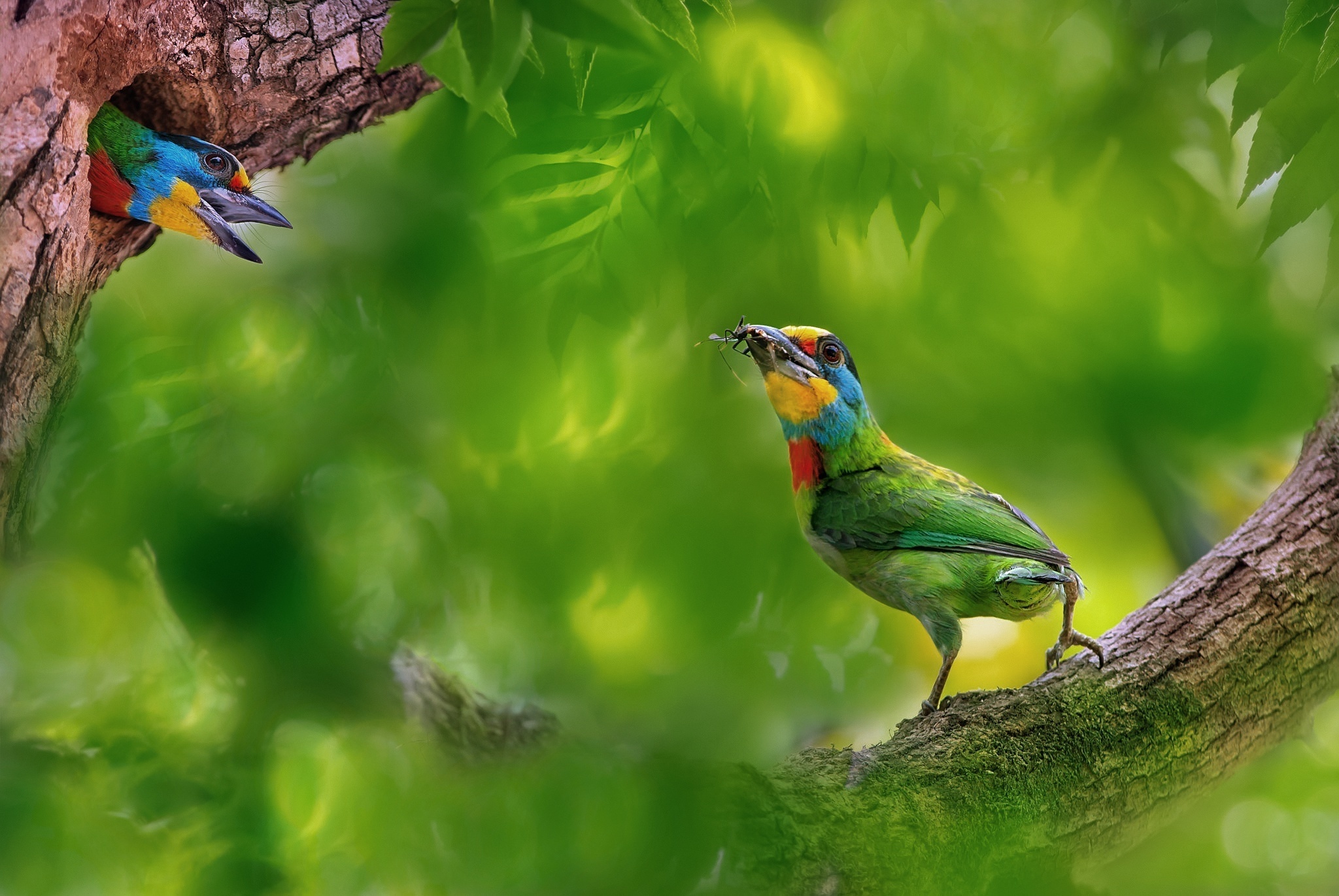 Birds And Trees Wallpapers Wallpaper Cave