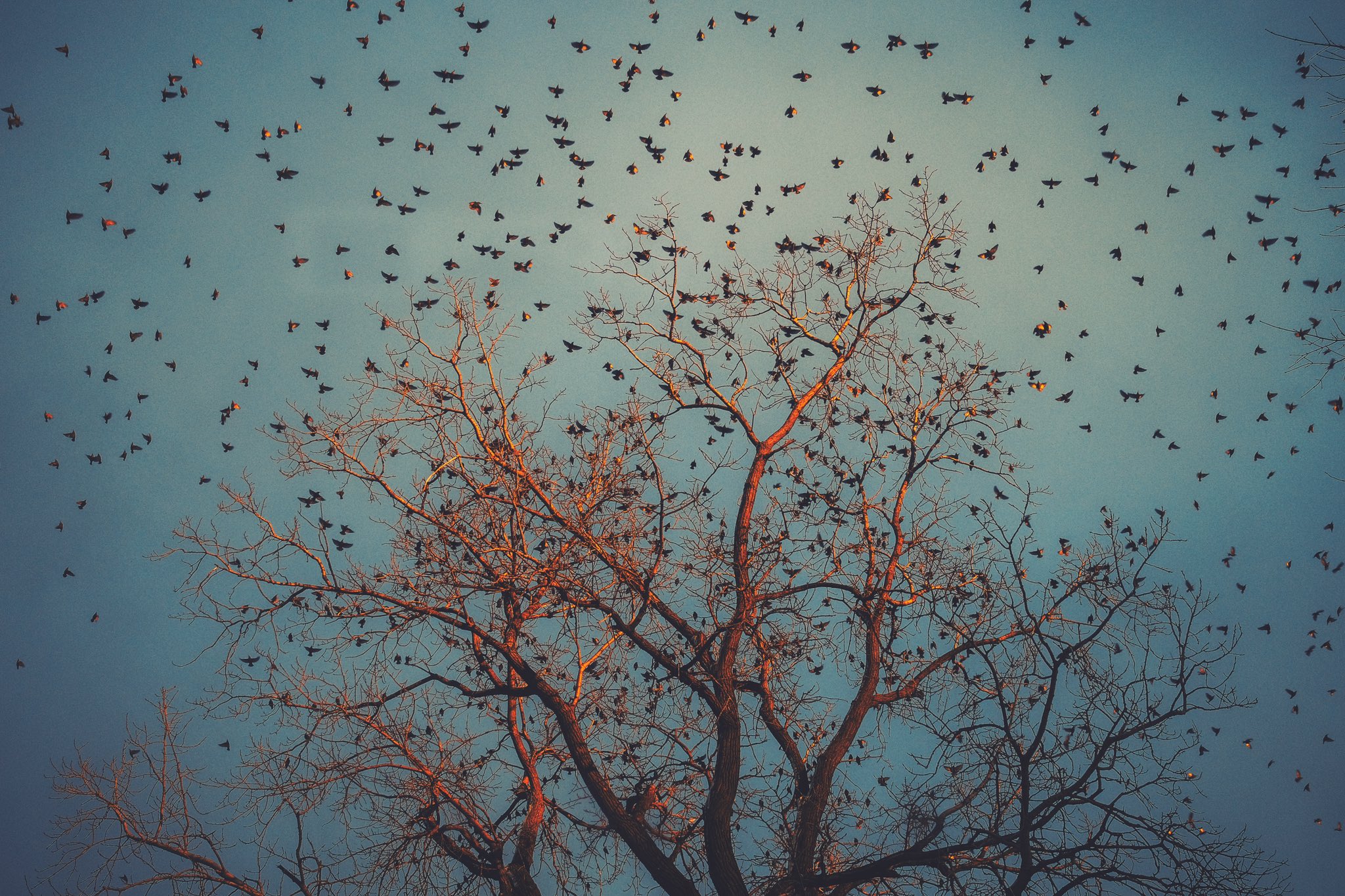 Birds And Trees Wallpapers Wallpaper Cave