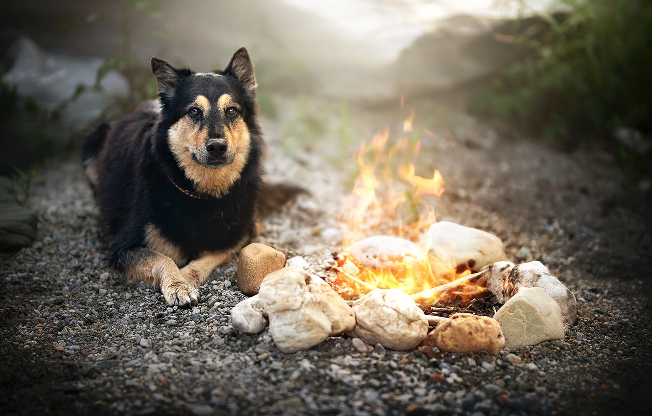 Fire Dogs Wallpapers - Wallpaper Cave