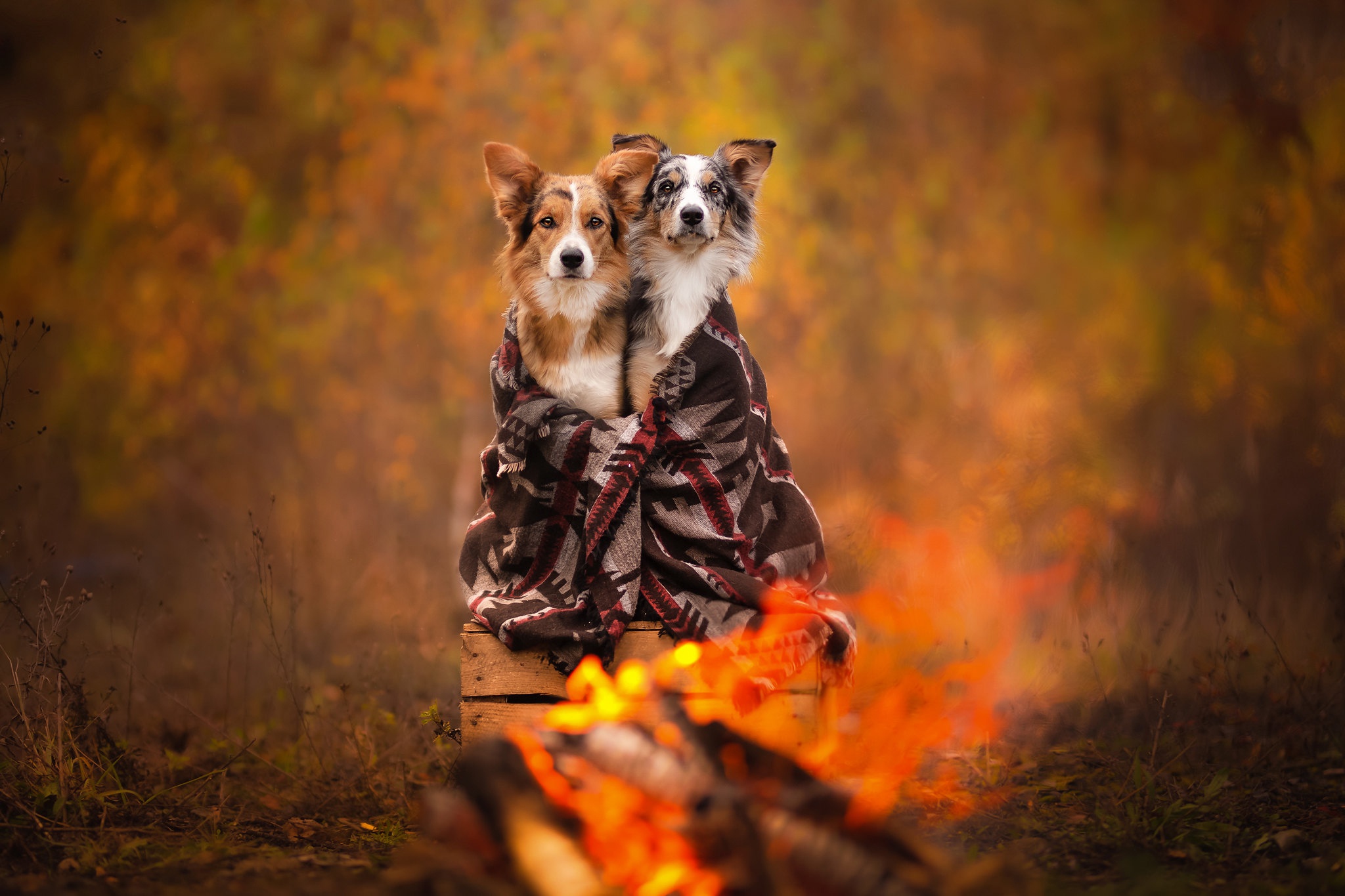 Fire Dogs Wallpapers - Wallpaper Cave