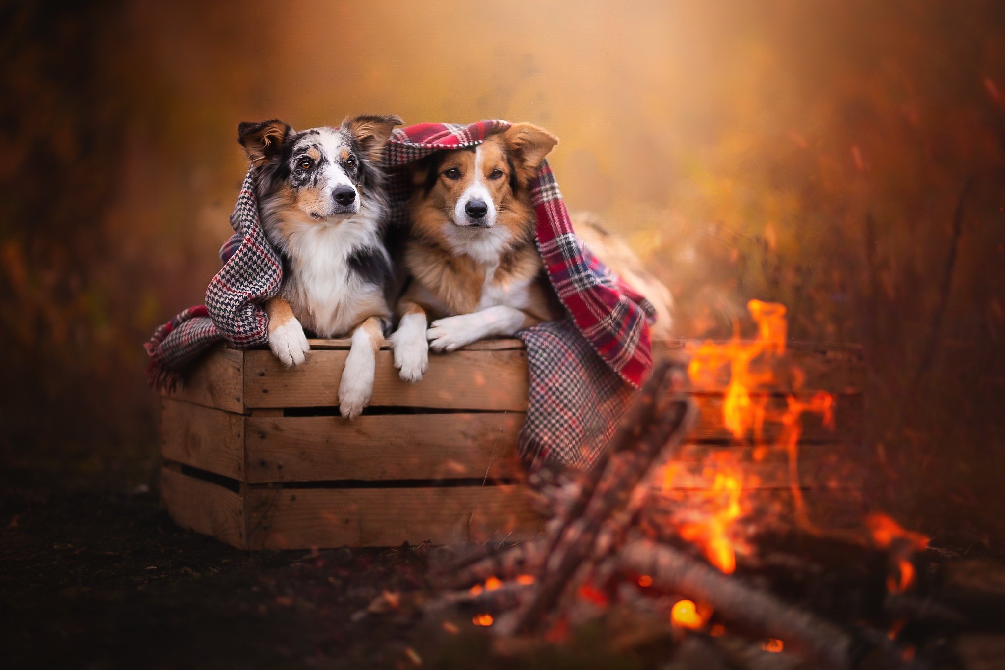 Fire Dogs Wallpapers - Wallpaper Cave