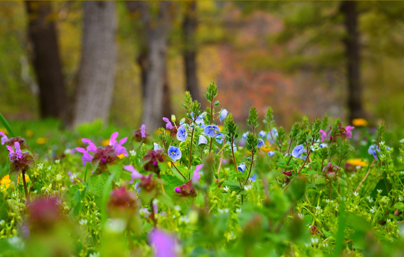 Colorful Spring Nature Wallpapers - Wallpaper Cave