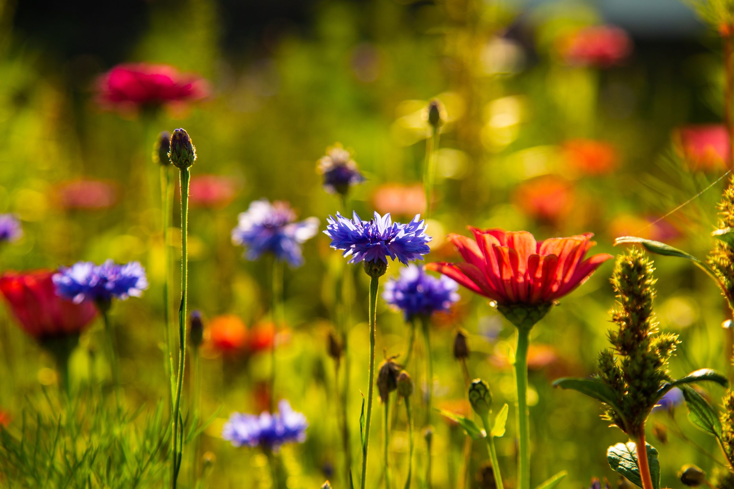 Wildflowers Meadow Wallpapers - Wallpaper Cave