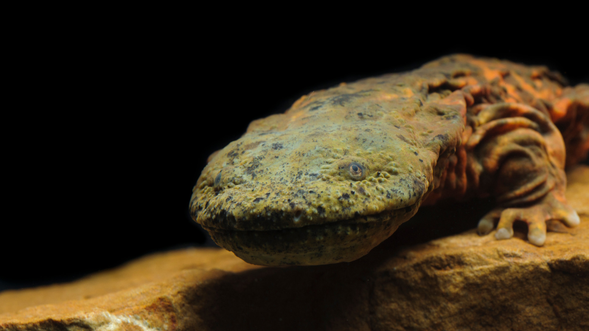 Hellbender Wallpapers - Wallpaper Cave