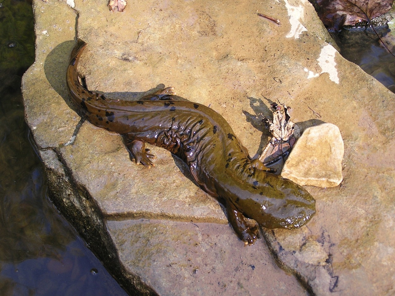 Hellbender Wallpapers - Wallpaper Cave