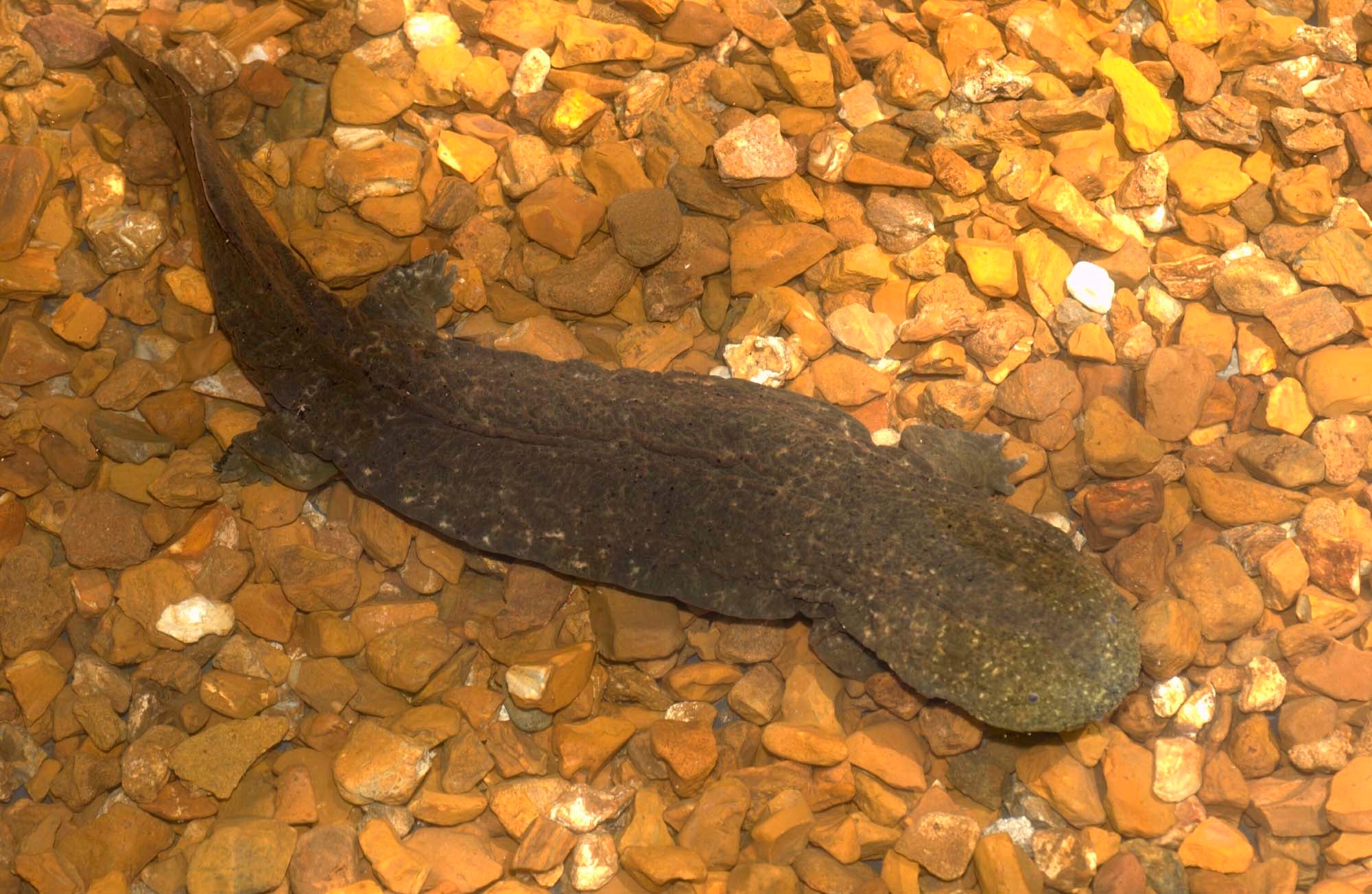 Hellbender Wallpapers - Wallpaper Cave