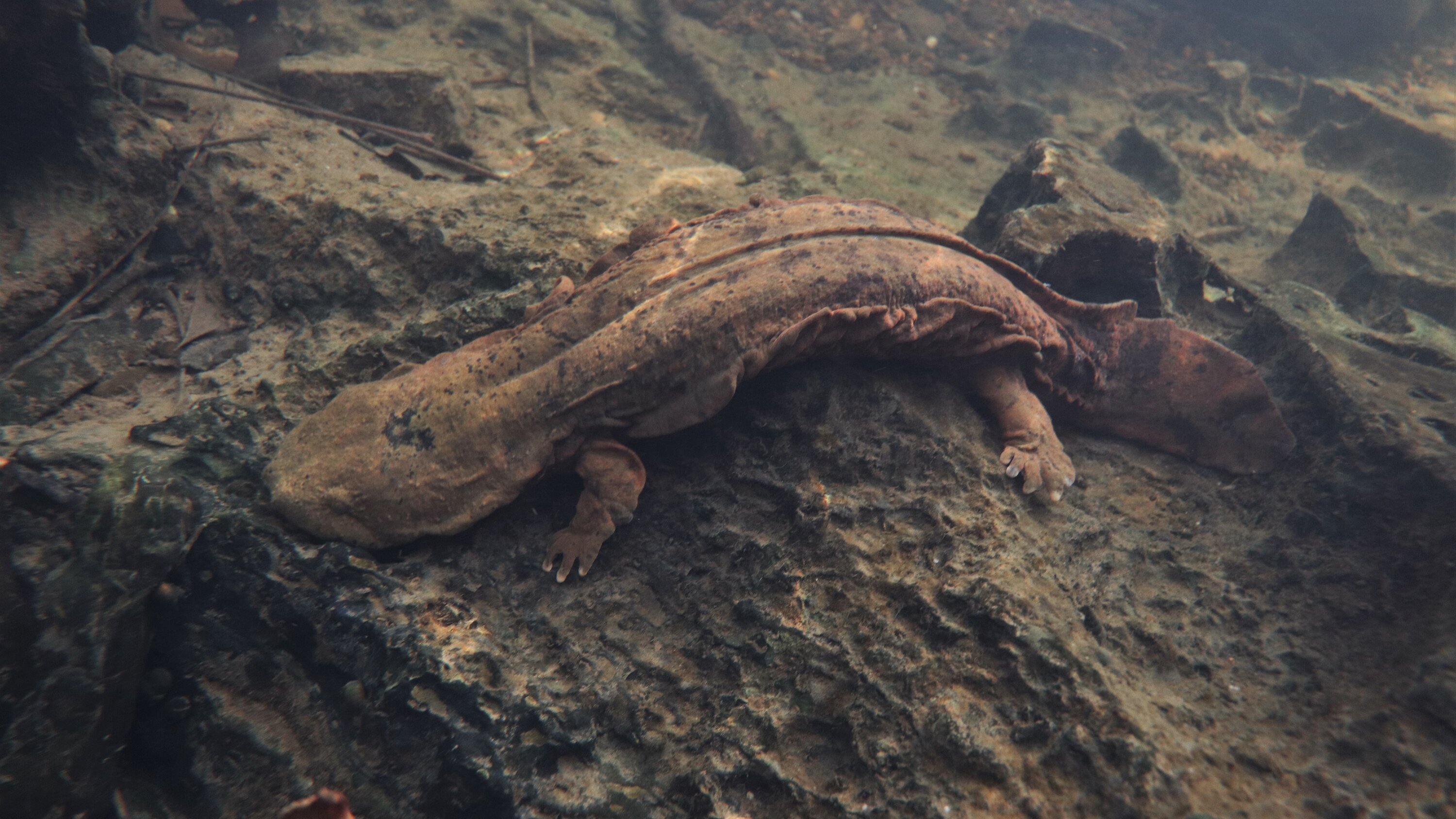 Hellbender Wallpapers - Wallpaper Cave