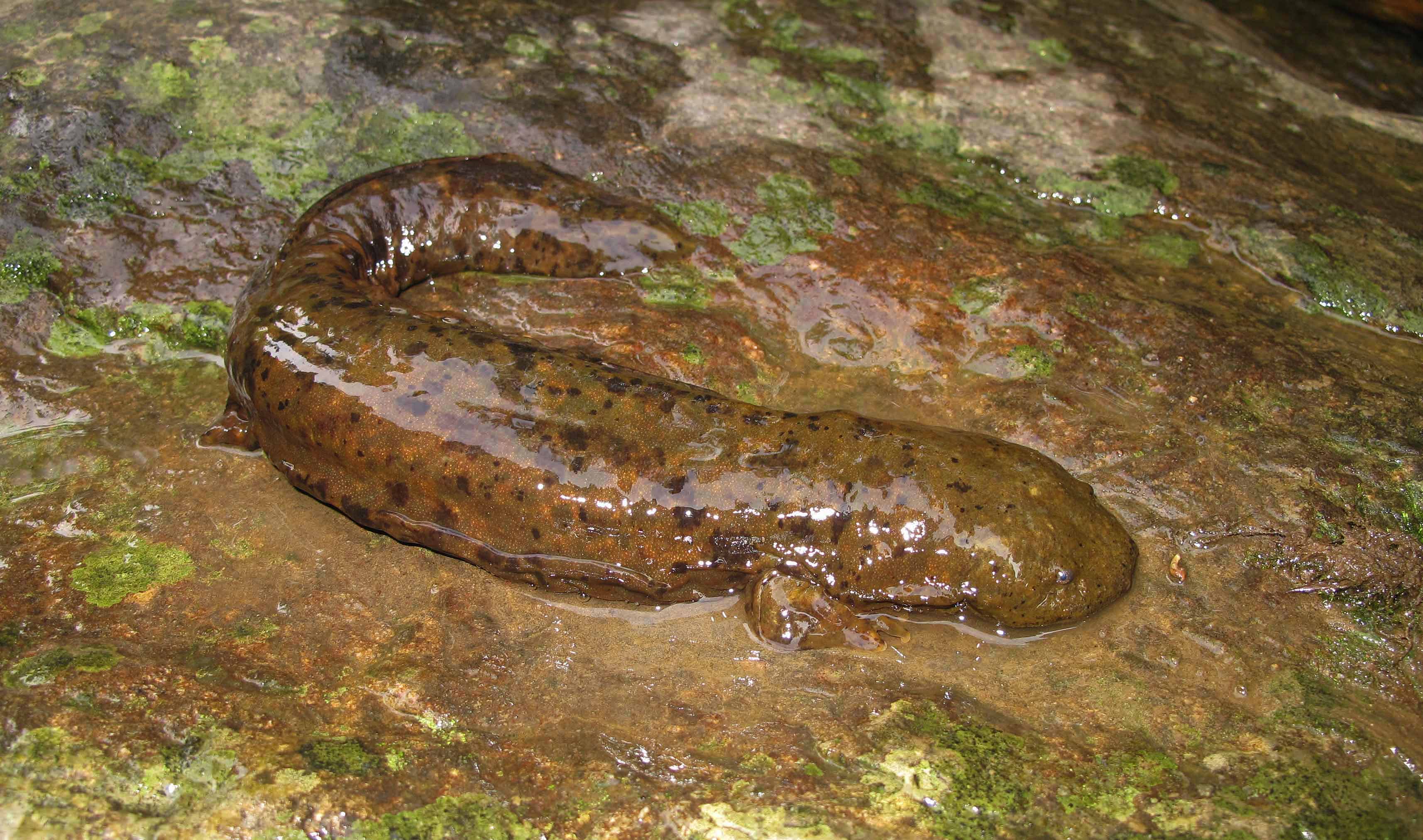 Hellbender Wallpapers - Wallpaper Cave