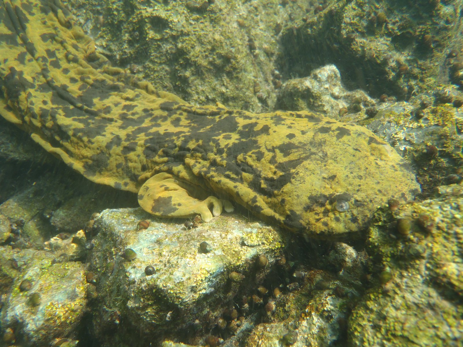 Hellbender Wallpapers - Wallpaper Cave