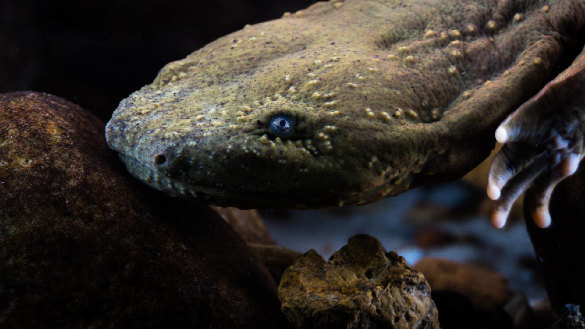 Hellbender Wallpapers - Wallpaper Cave