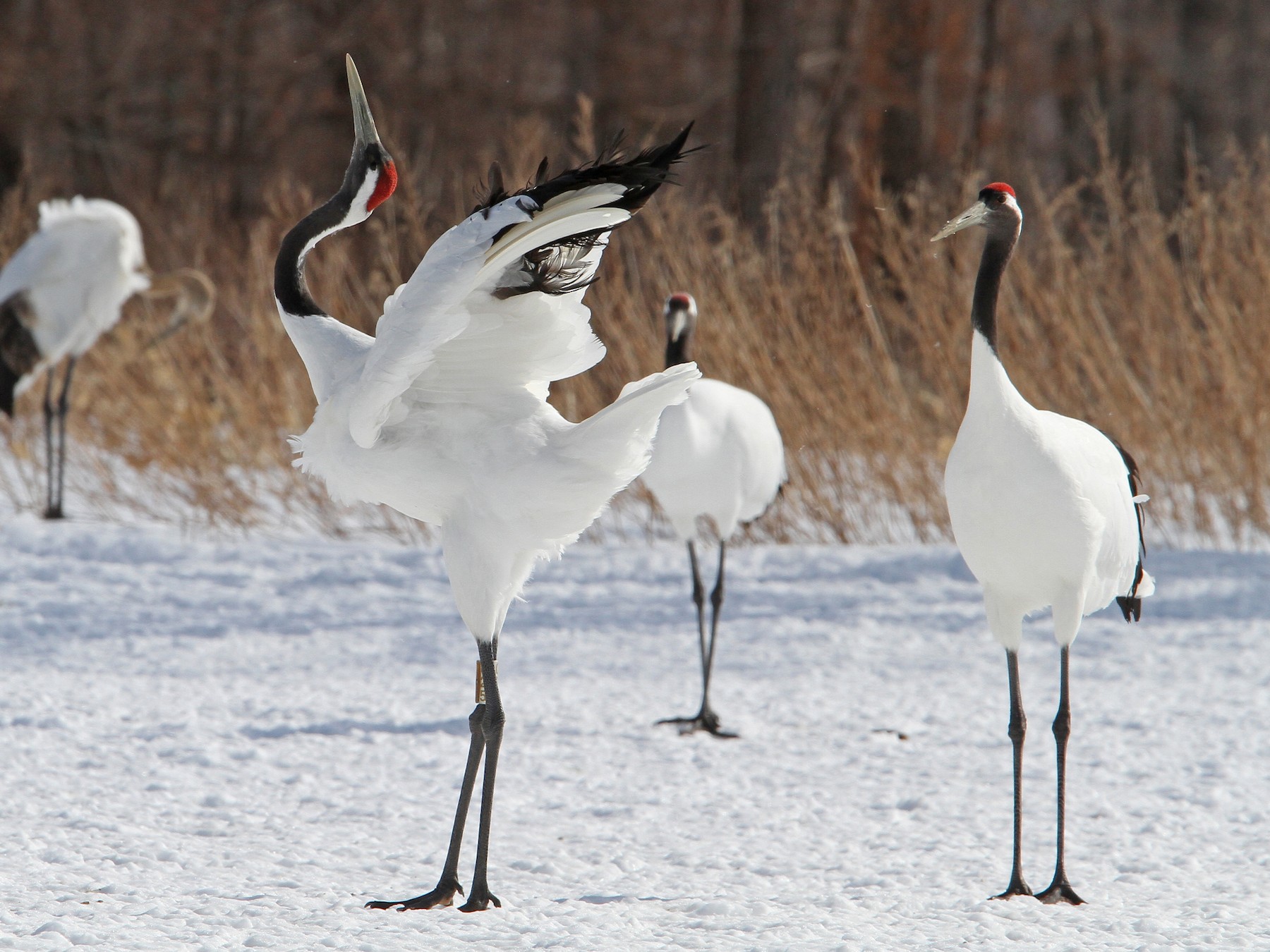 Red-crowned Crane Wallpapers - Wallpaper Cave