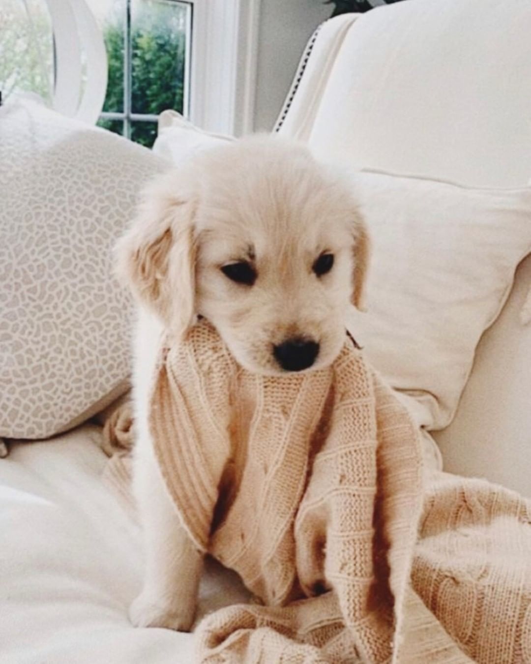 Dog PFP Wallpapers - Wallpaper Cave