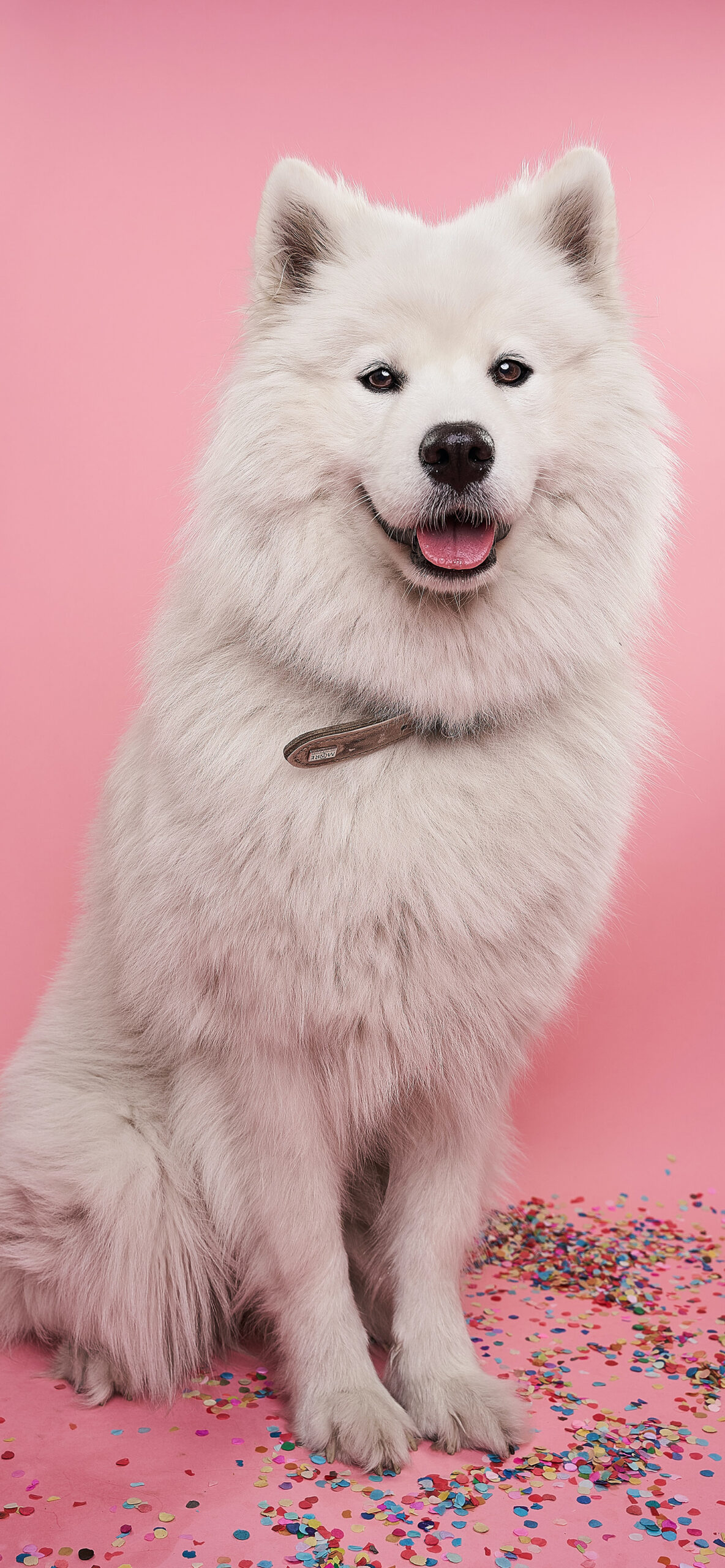 Dog PFP Wallpapers - Wallpaper Cave