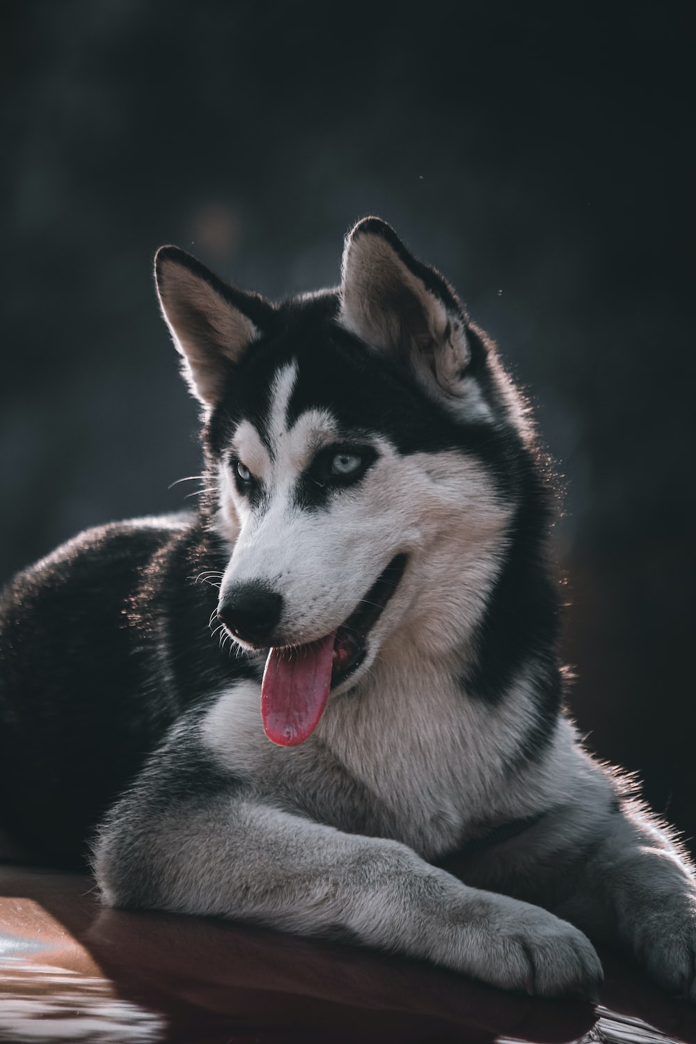 Dog PFP Wallpapers - Wallpaper Cave