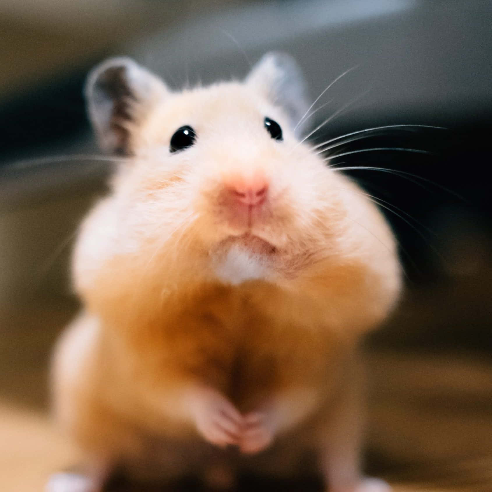 Fat Hamsters Wallpapers - Wallpaper Cave