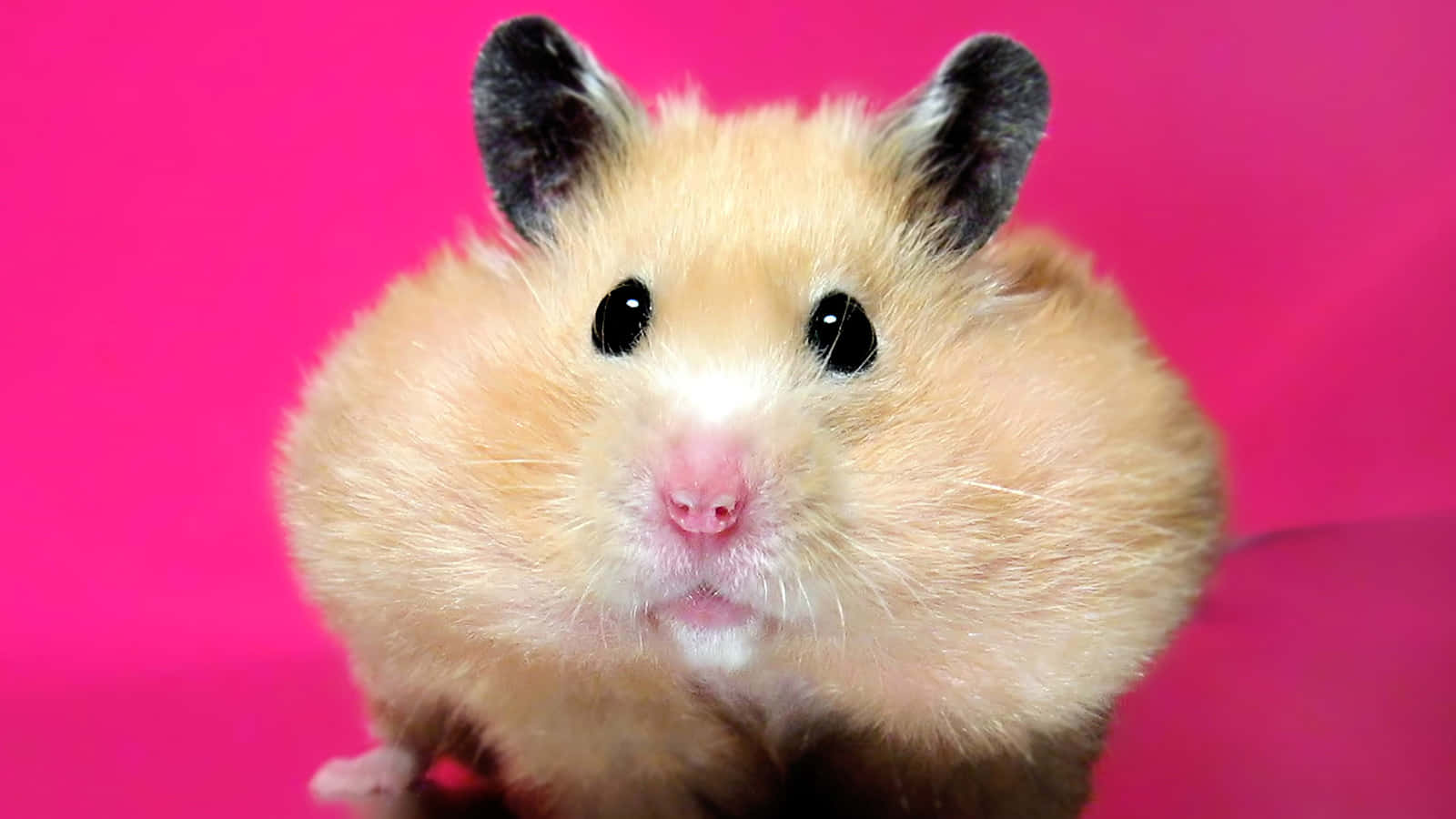 Fat Hamsters Wallpapers - Wallpaper Cave