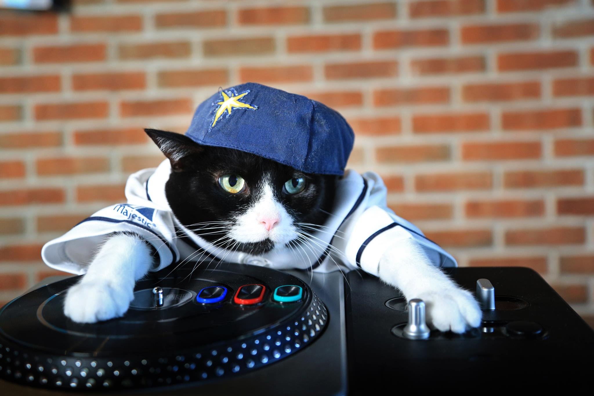 Cat DJ Wallpapers - Wallpaper Cave